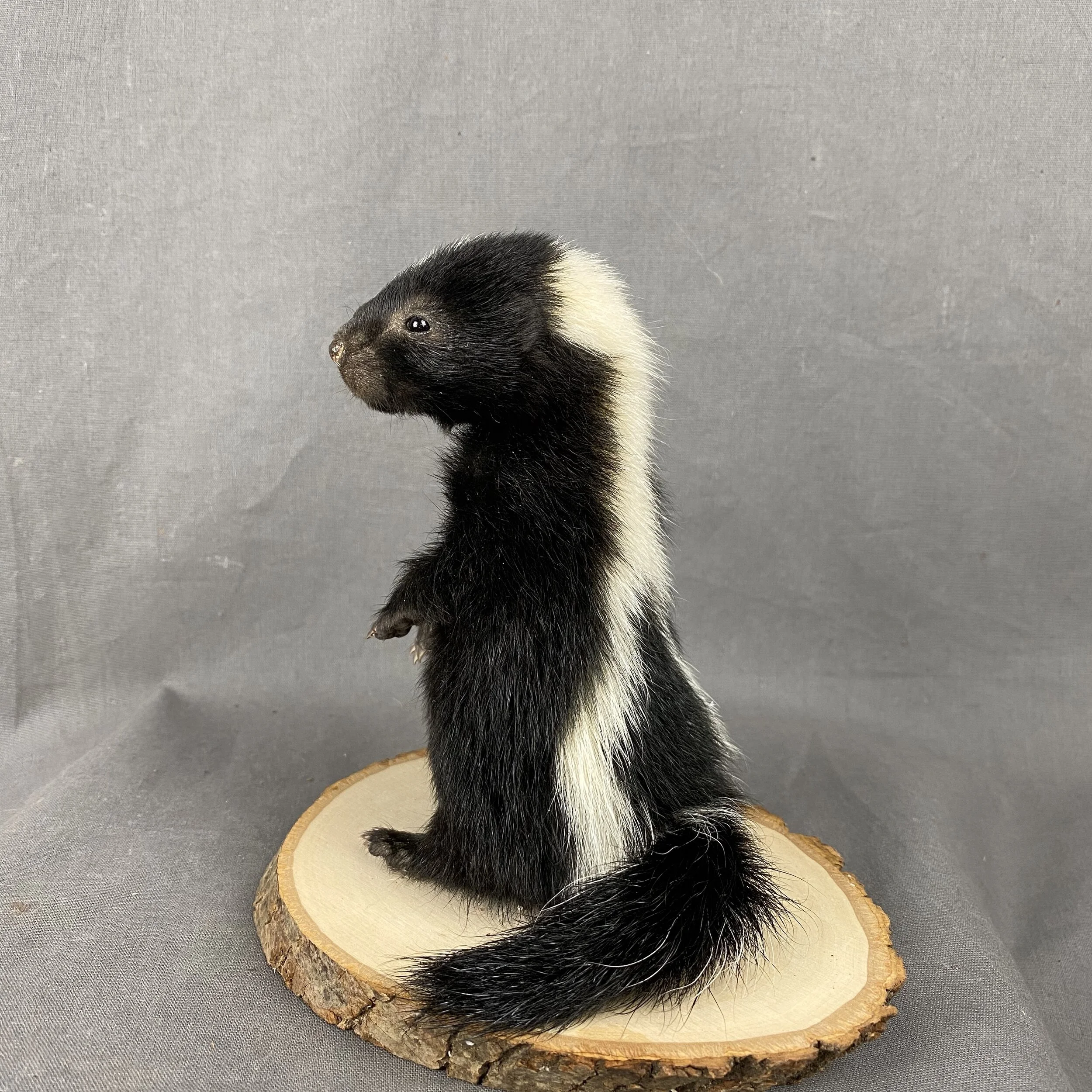 Mounts & Taxidermy for Sale — Claw, Antler & Hide Co.