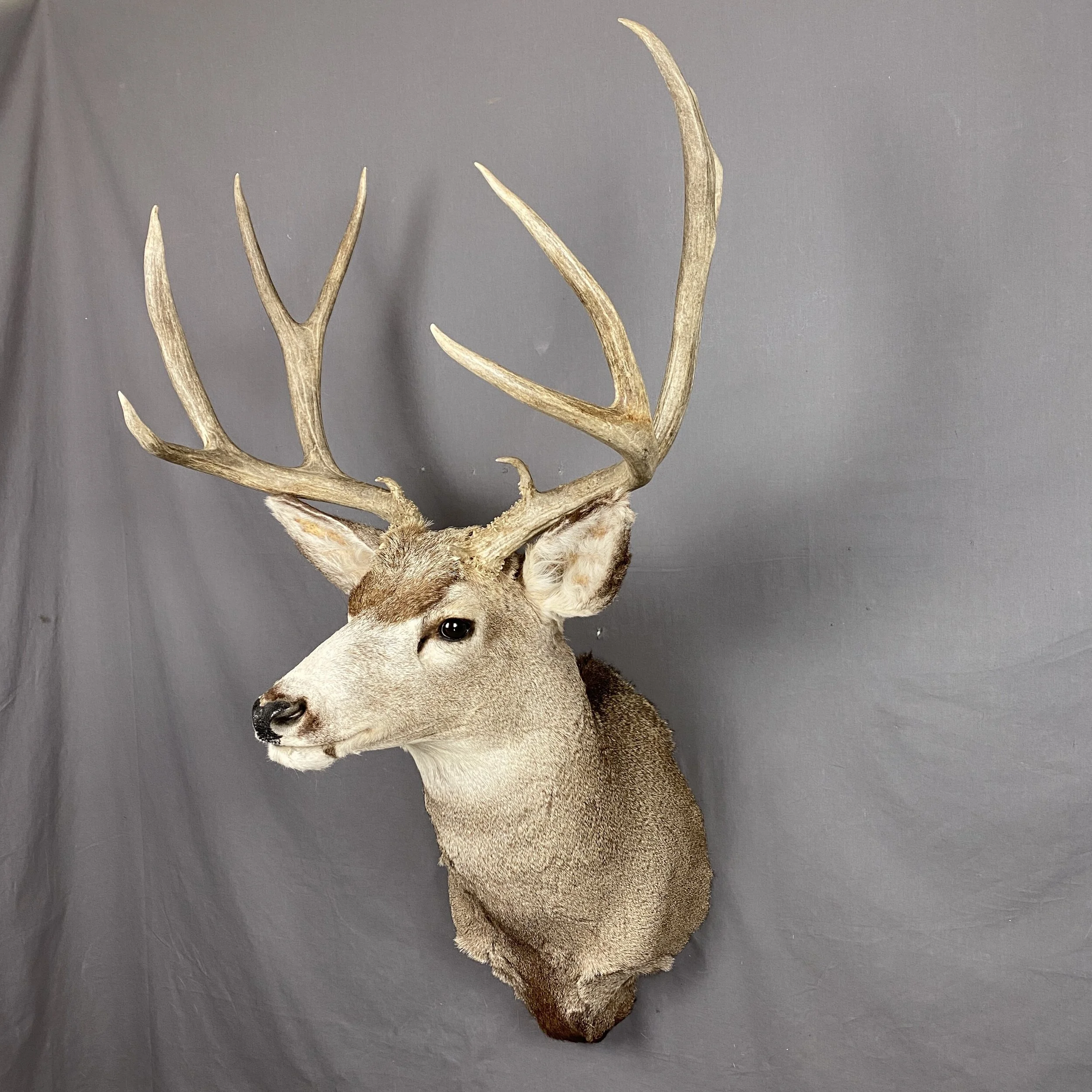 Mounts & Taxidermy for Sale — Claw, Antler & Hide Co.