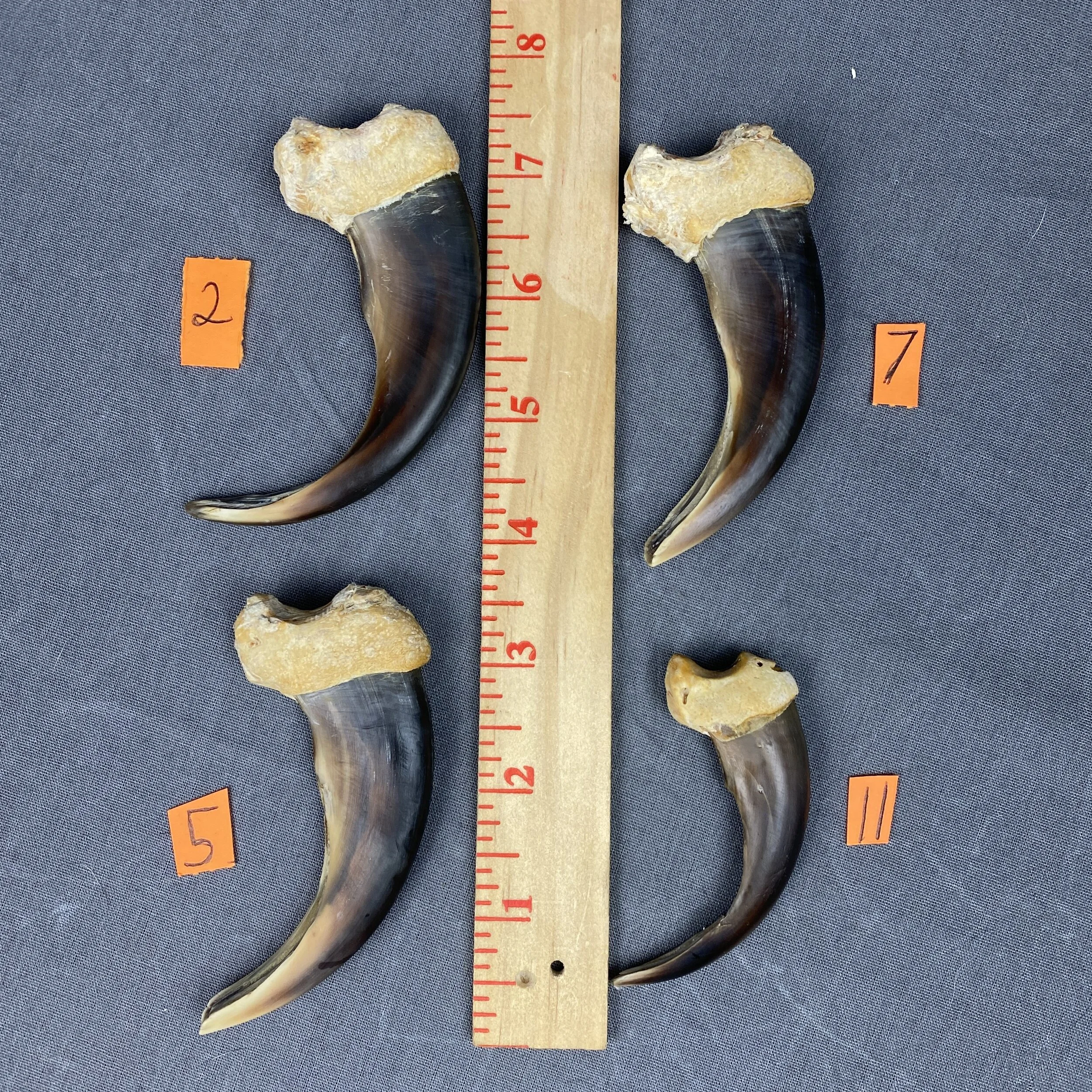 Claws for Sale — Claw, Antler & Hide Co.