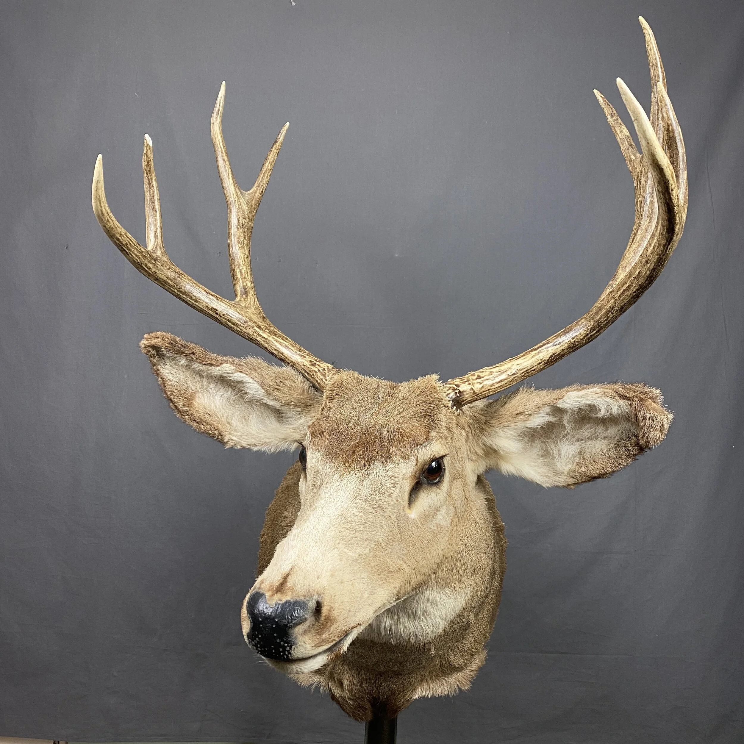 Mounts & Taxidermy for Sale — Claw, Antler & Hide Co.