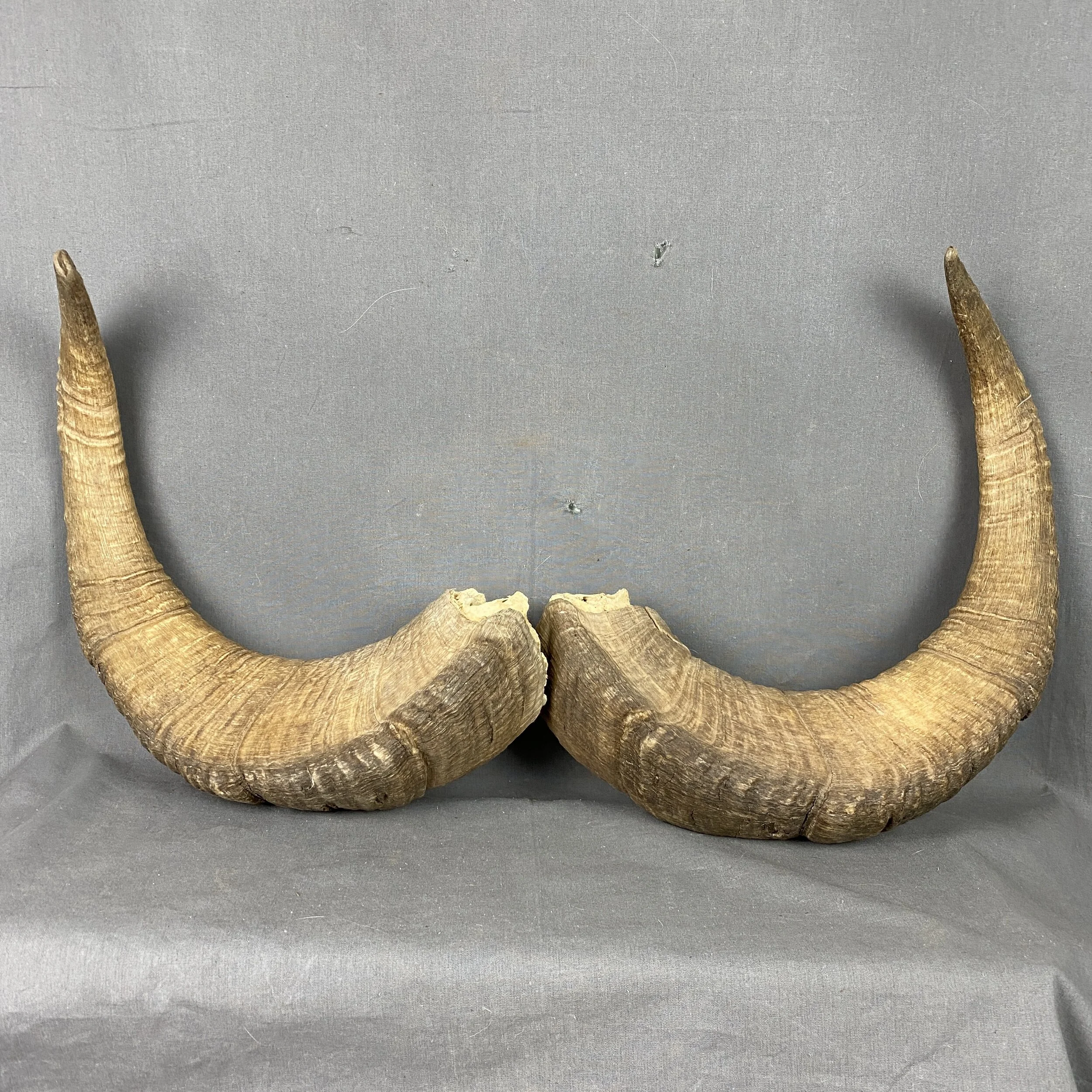 Antlers & Horns for Sale — Claw, Antler & Hide Co.