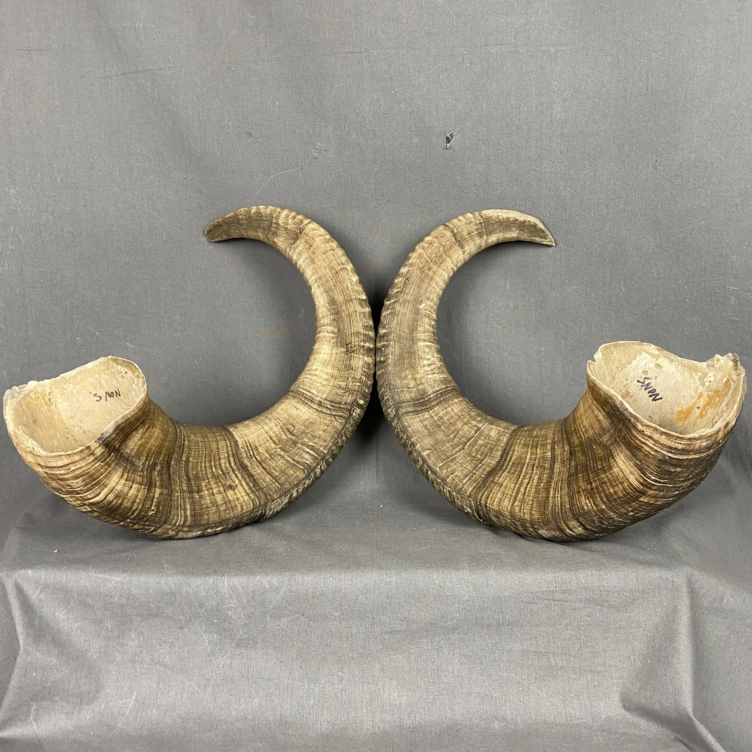Antlers & Horns for Sale — Claw, Antler & Hide Co.