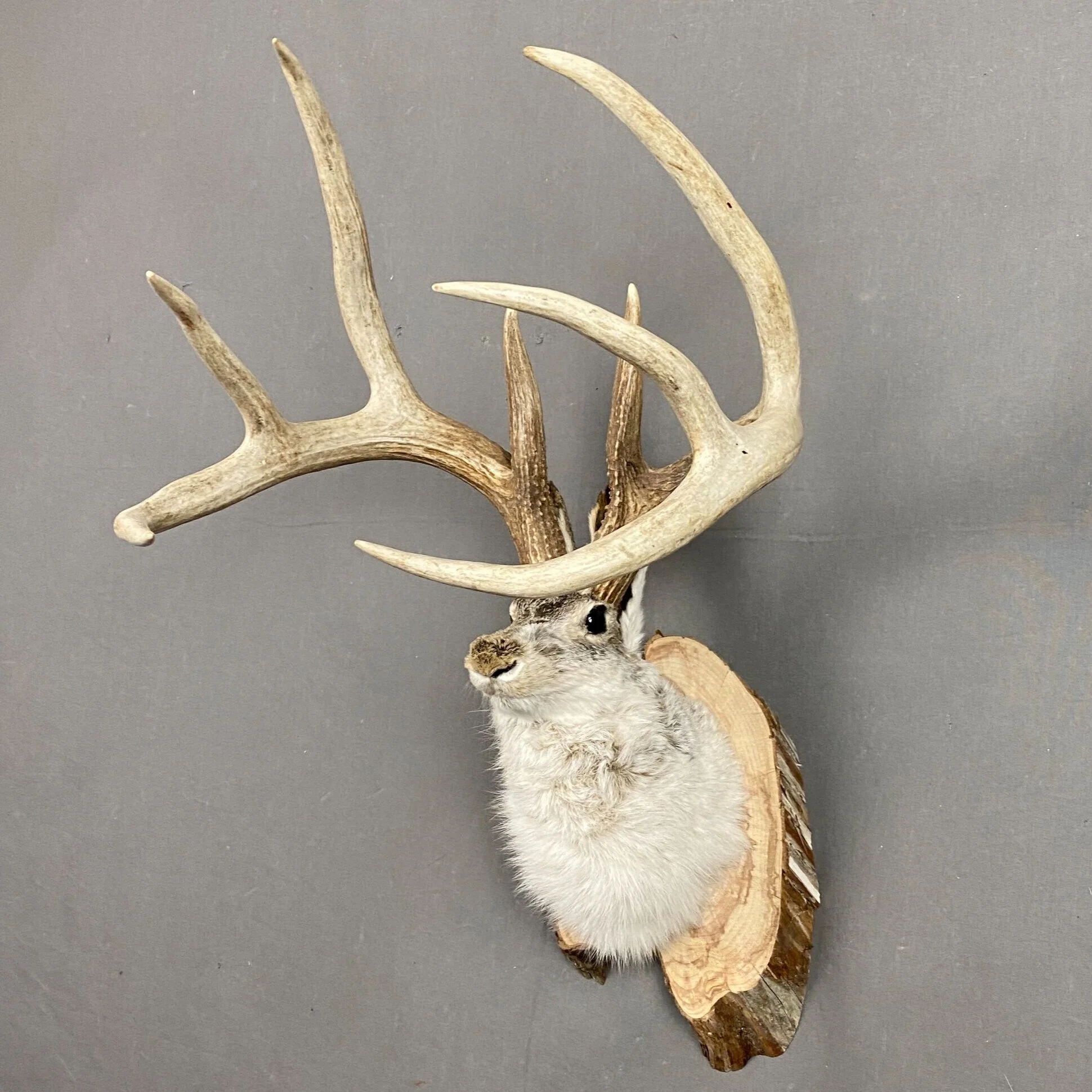 Mounts & Taxidermy for Sale — Claw, Antler & Hide Co.