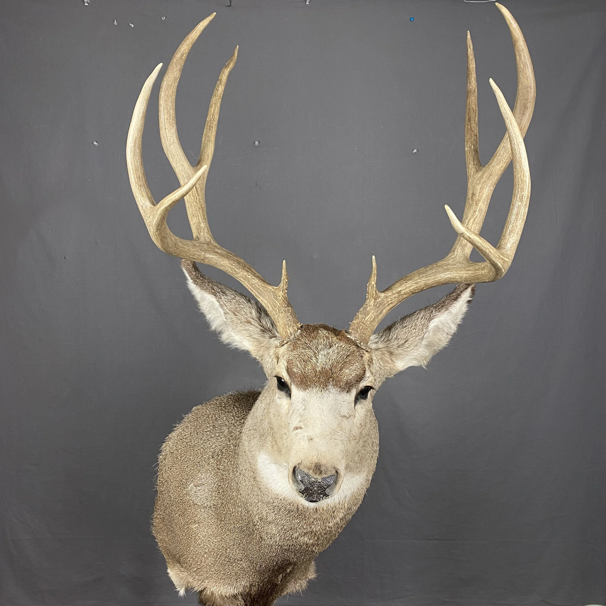 Mounts & Taxidermy for Sale — Claw, Antler & Hide Co.