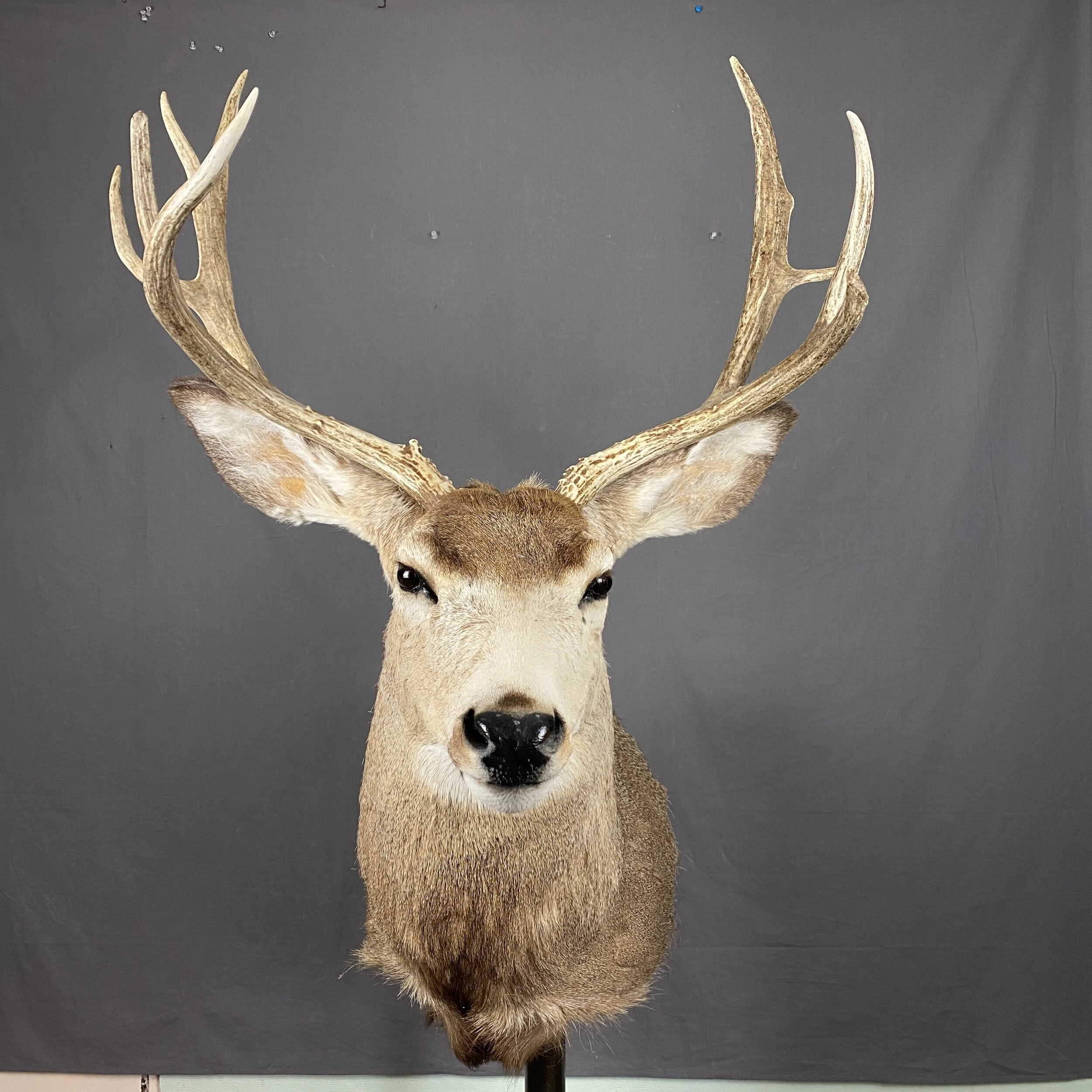 Cool Mule Deer Mounts