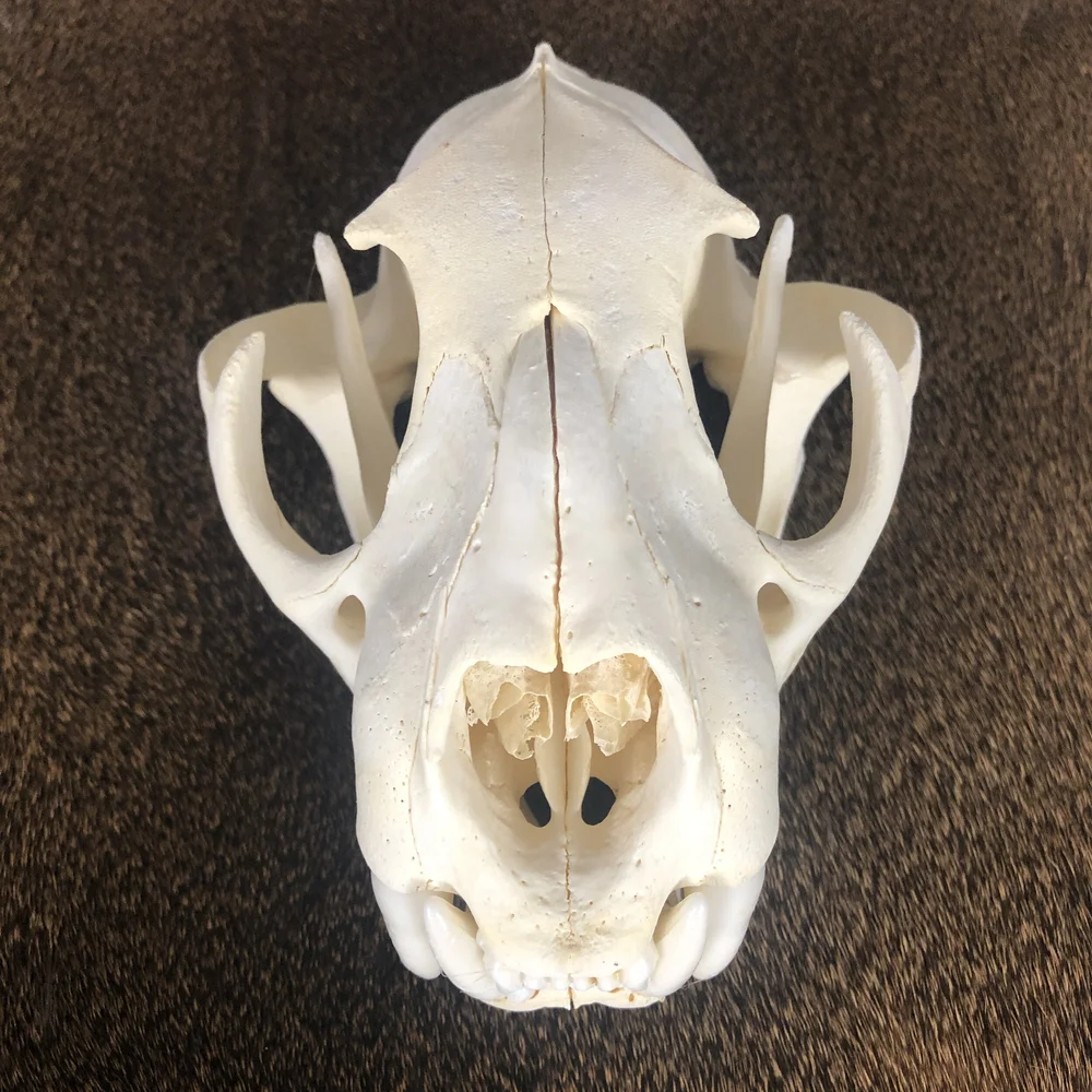 Lion Skull Front
