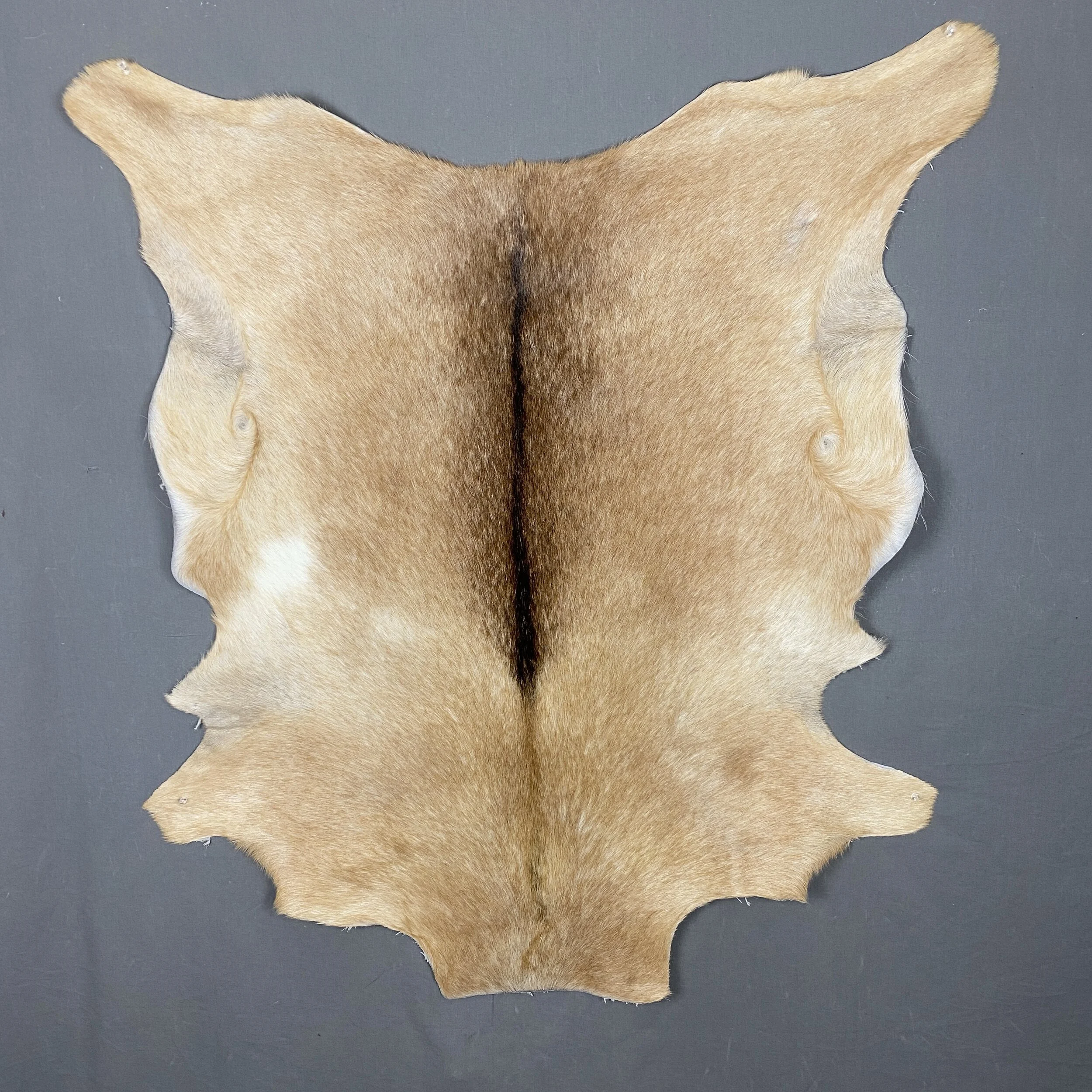 Goat Hides for Sale — Claw, Antler & Hide Co.