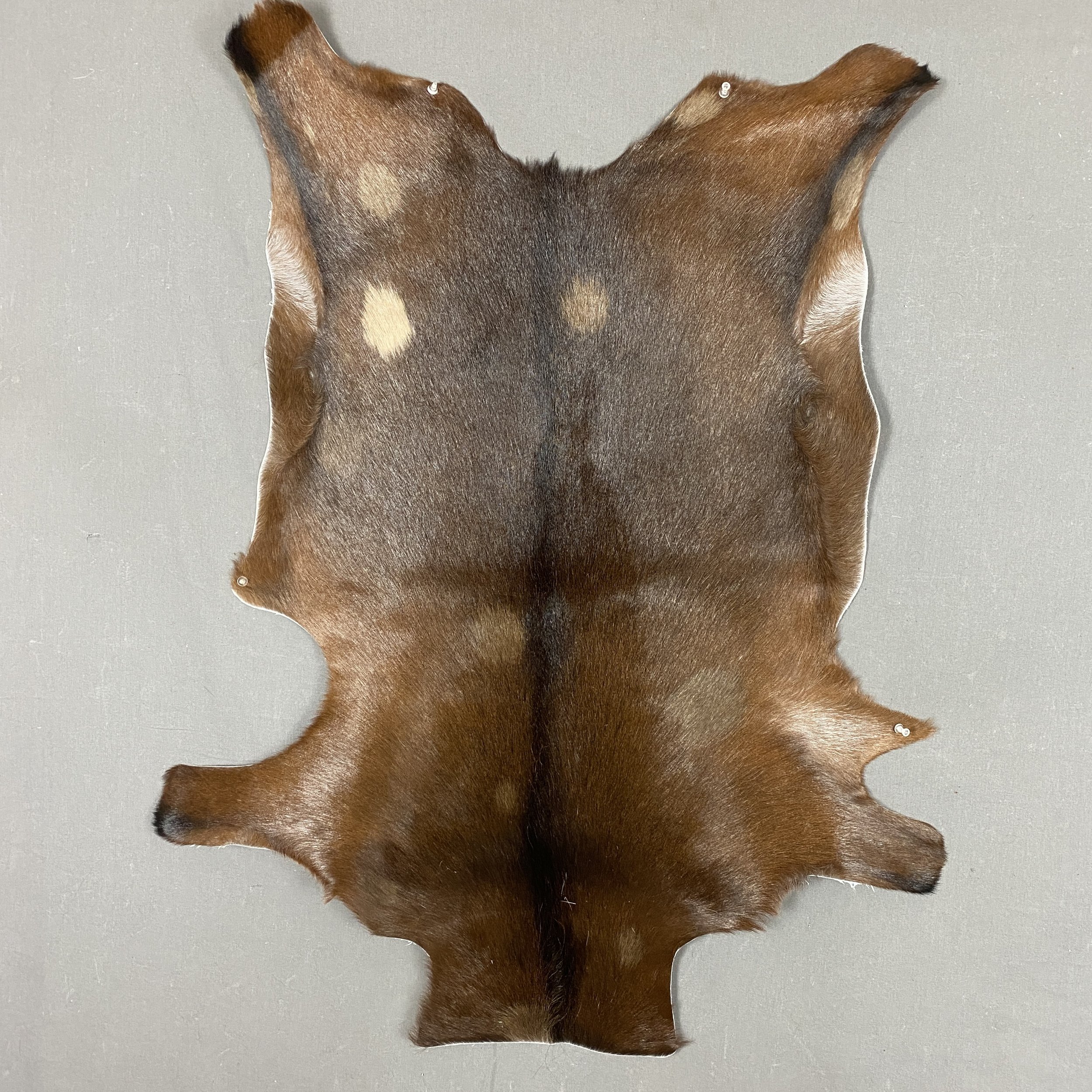 Goat Hides for Sale — Claw, Antler & Hide Co.