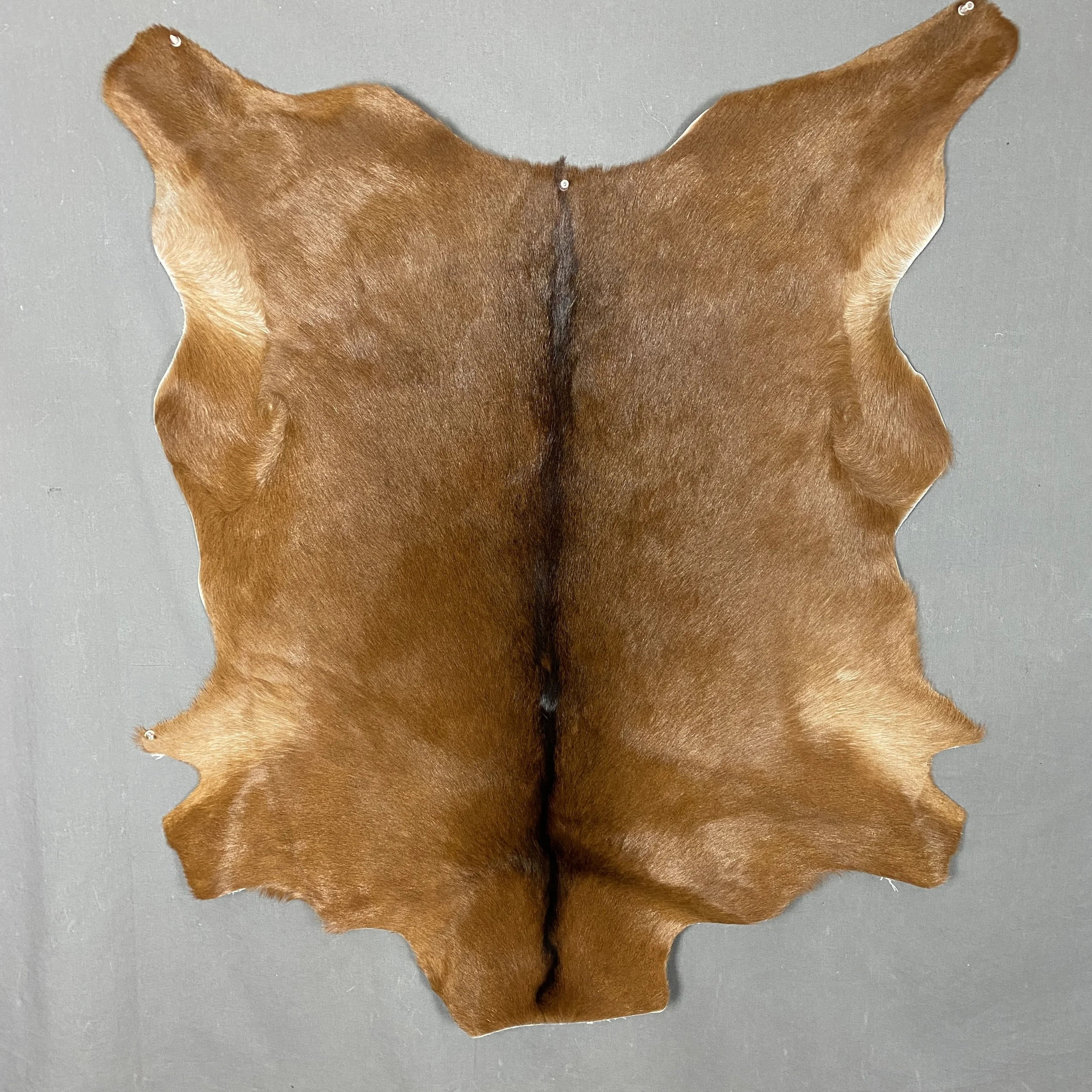 Goat Hides for Sale — Claw, Antler & Hide Co.