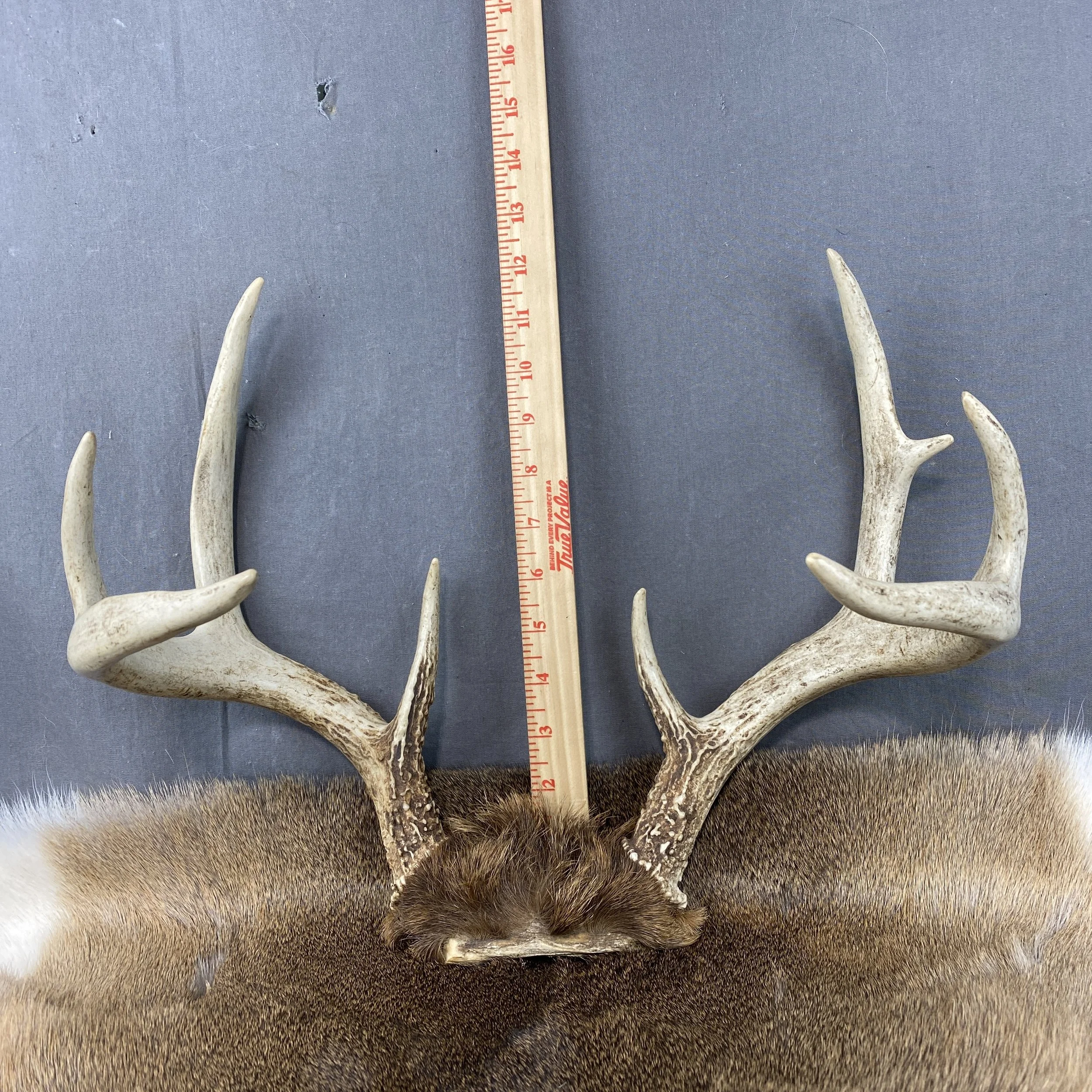 Antlers & Horns for Sale — Claw, Antler & Hide Co.