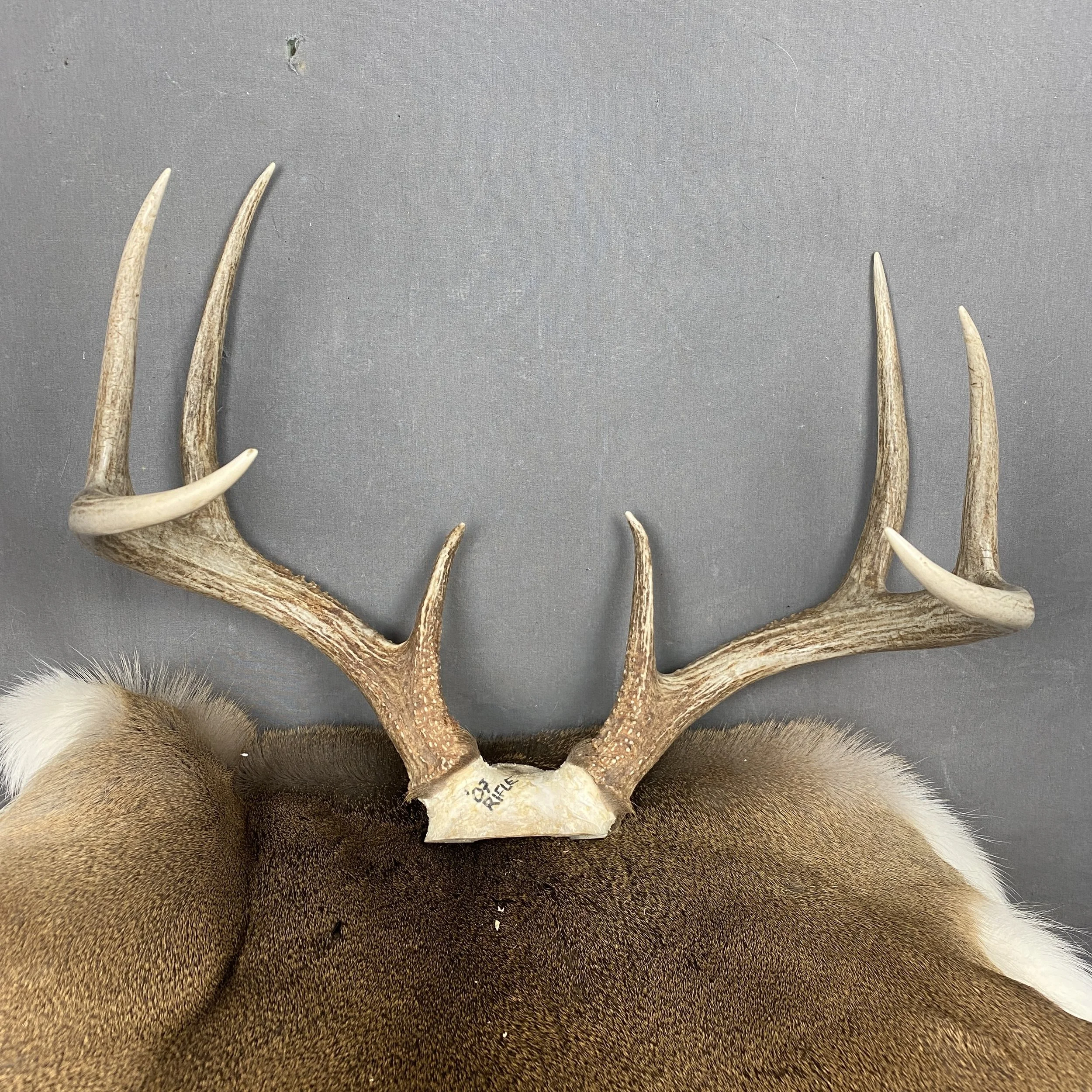 Antlers & Horns for Sale — Claw, Antler & Hide Co.