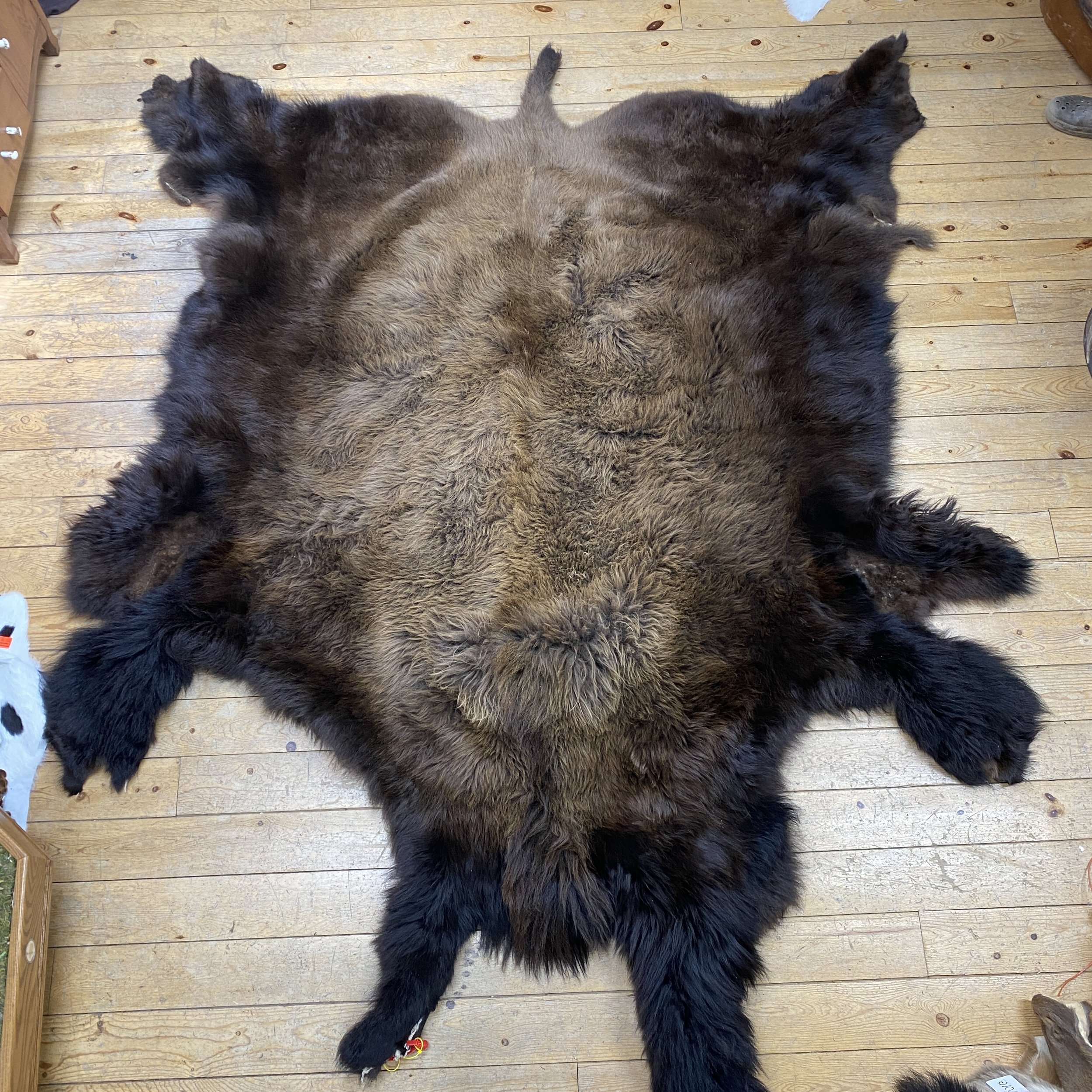 Buffalo Hides — Claw, Antler & Hide Co.