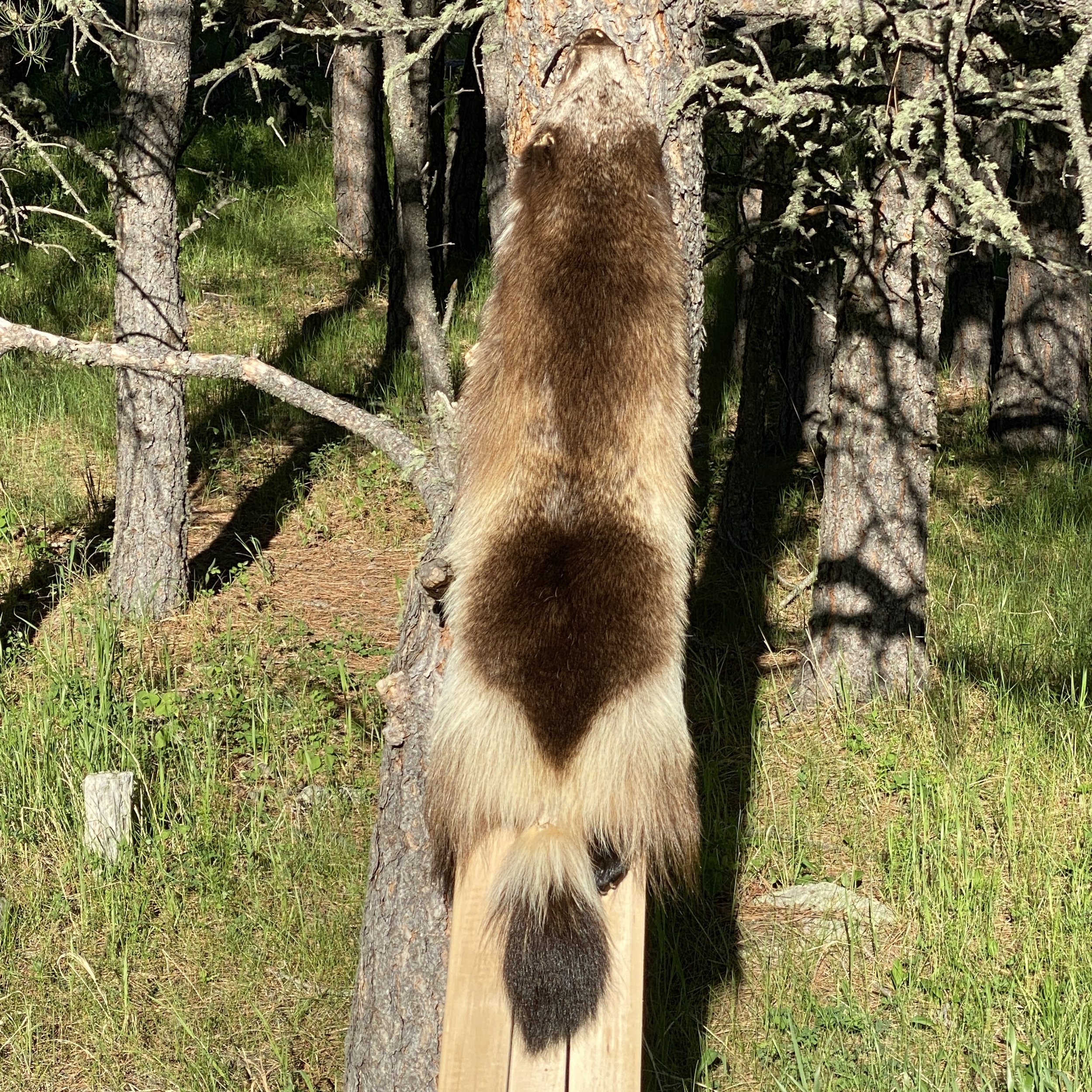 Furs for Sale — Claw, Antler & Hide Co.