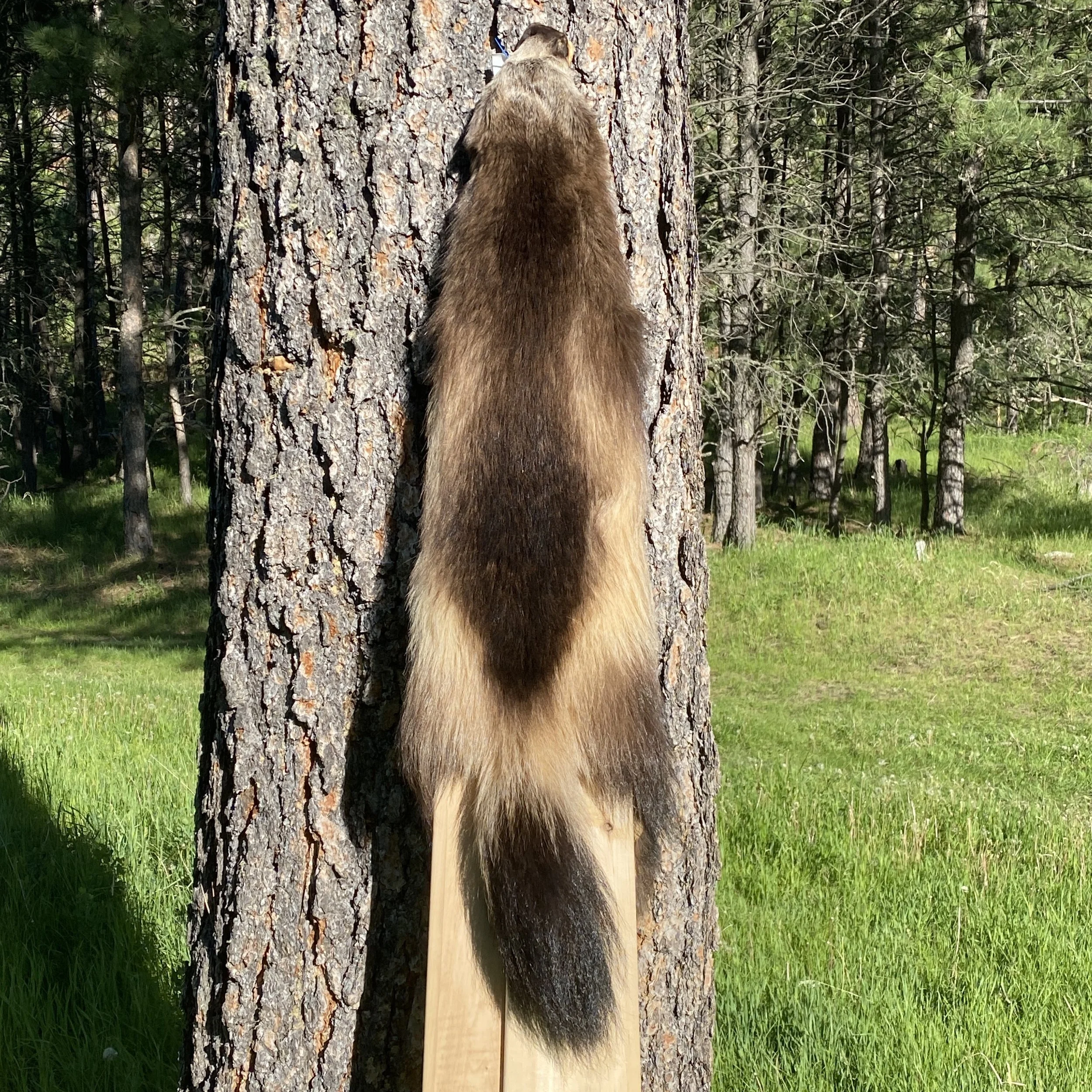 Furs for Sale — Claw, Antler & Hide Co.