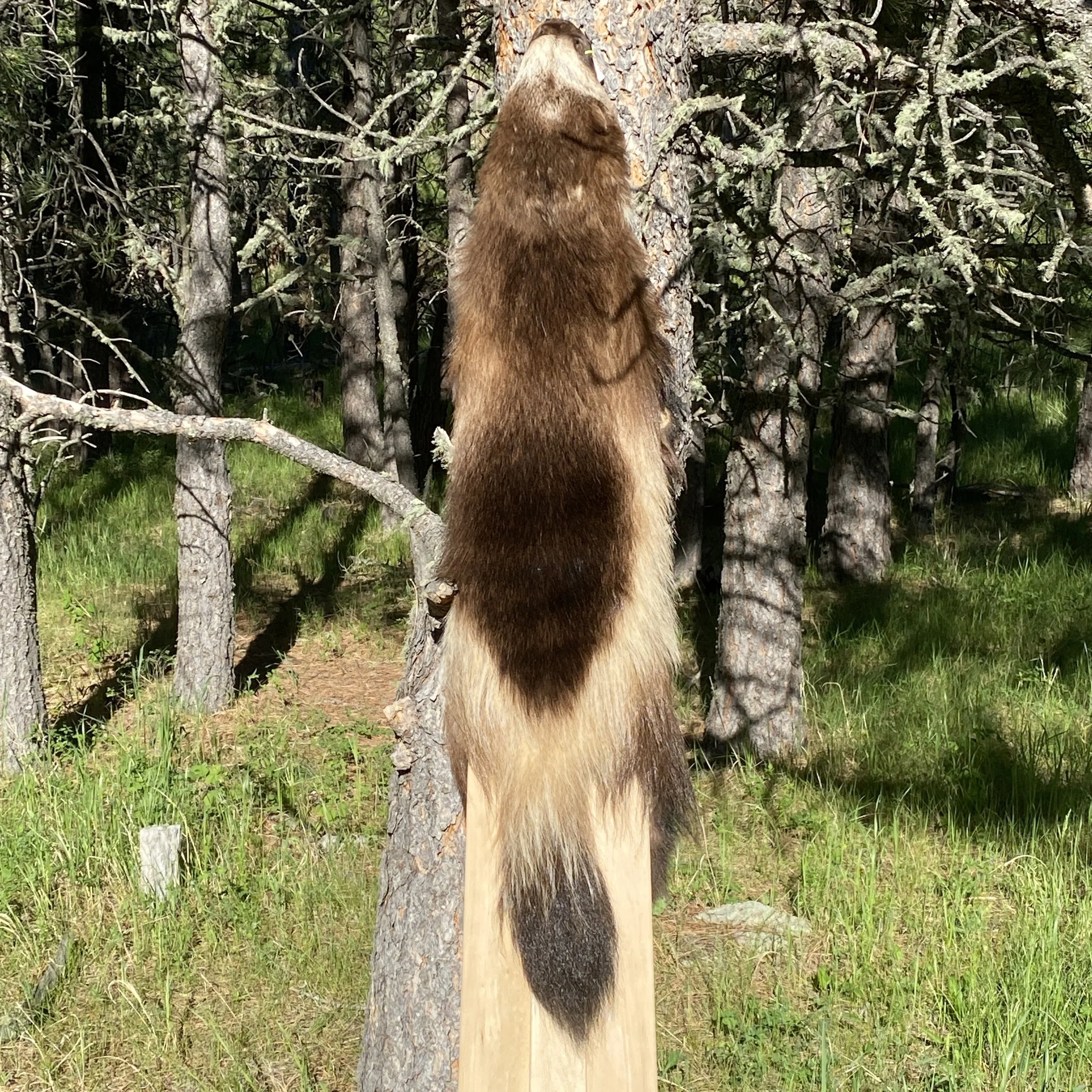 Wolverine Hide SQ2078 — Claw, Antler & Hide Co.