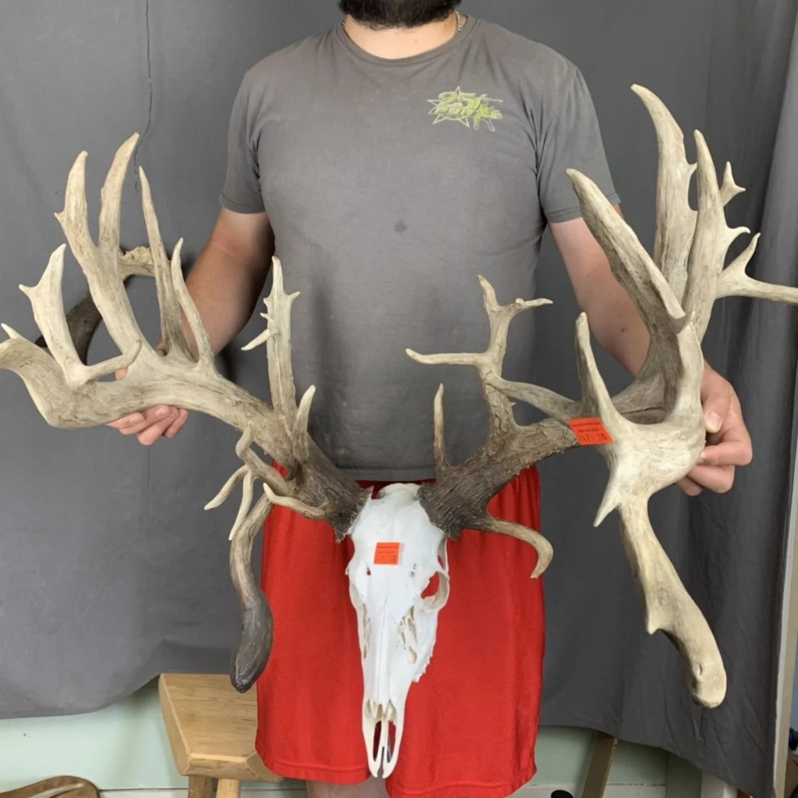 Antlers & Horns for Sale — Claw, Antler & Hide Co.