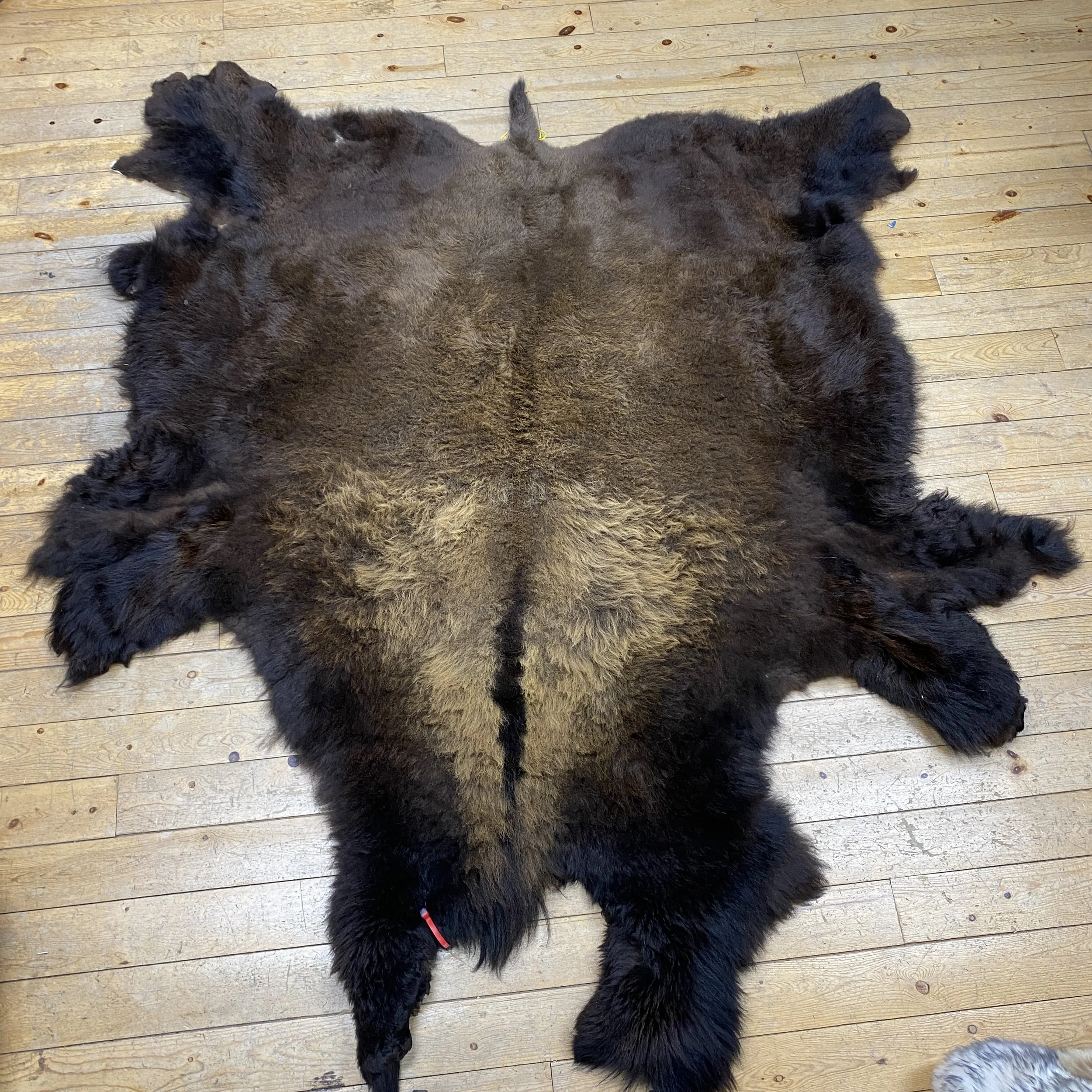 Buffalo Hides — Claw, Antler & Hide Co.