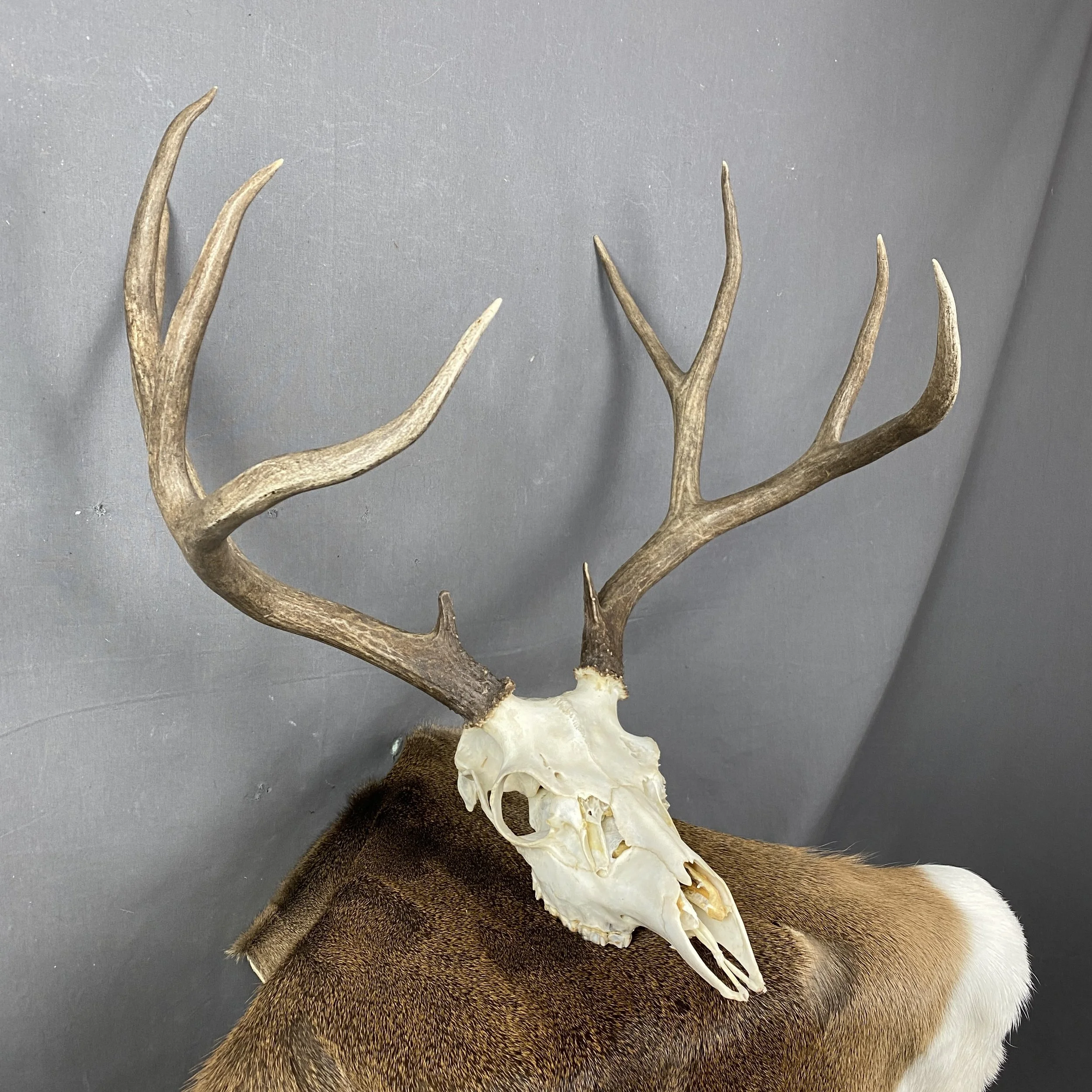 Animal Skulls — Claw, Antler & Hide Co.