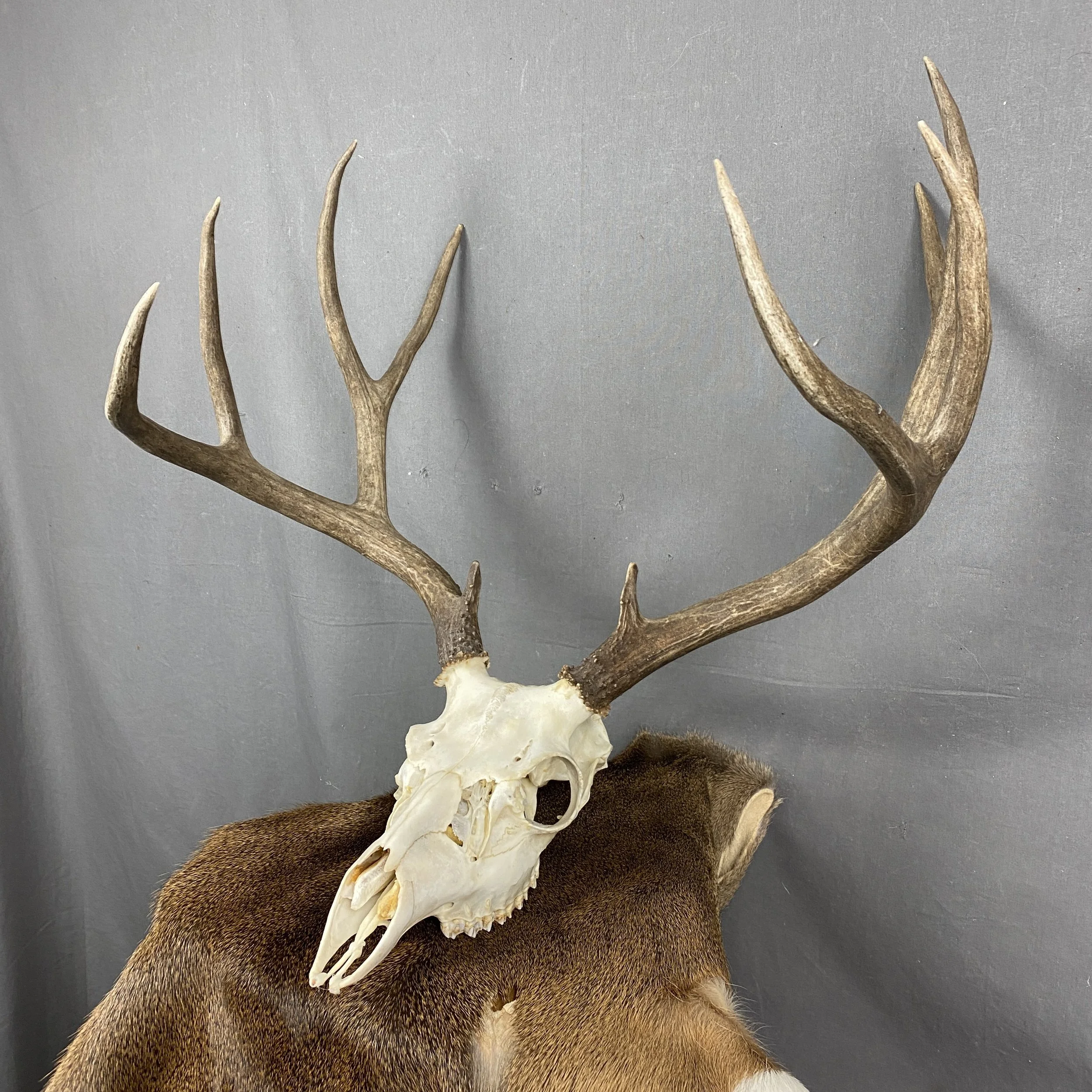 Animal Skulls — Claw, Antler & Hide Co.