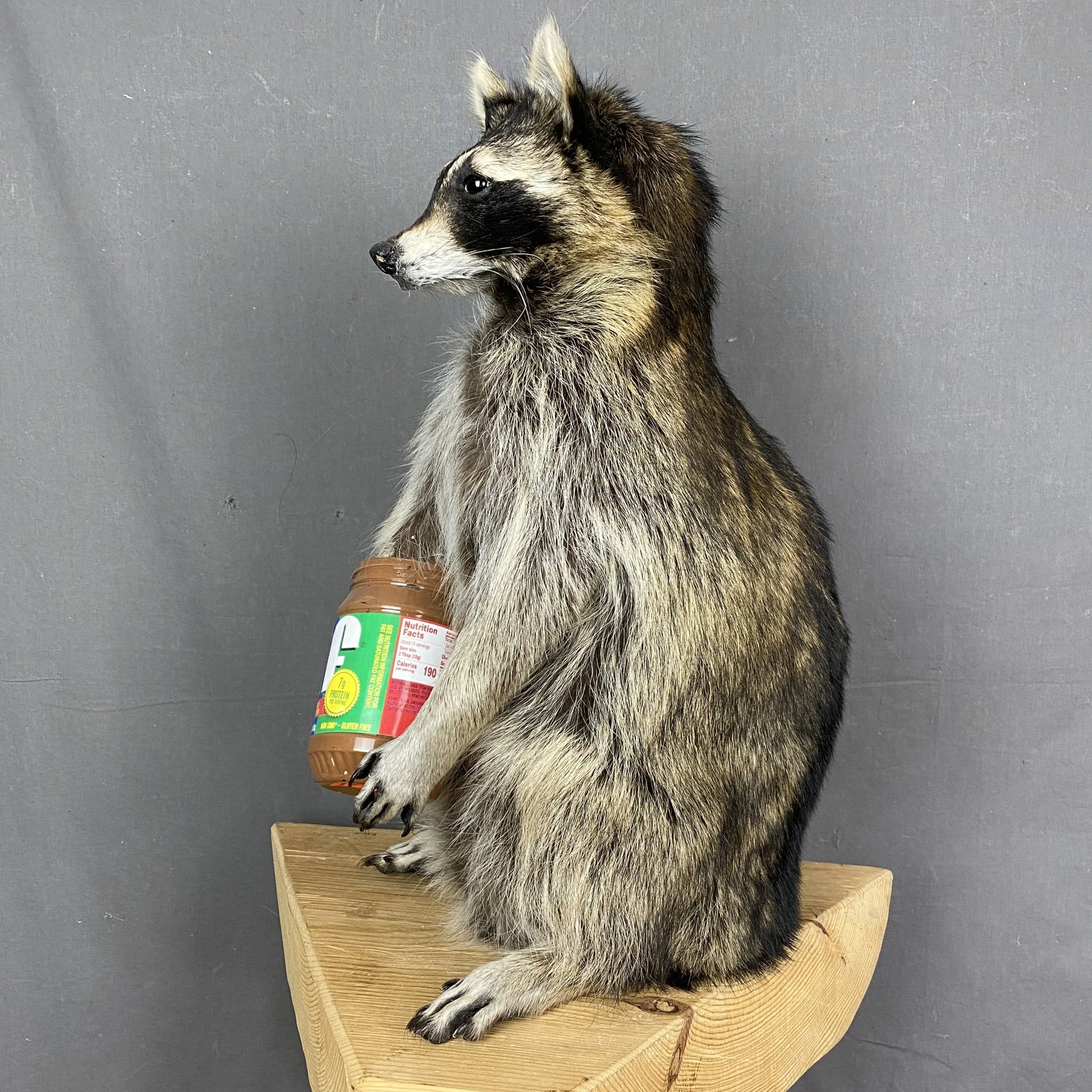 Mounts & Taxidermy for Sale — Claw, Antler & Hide Co.