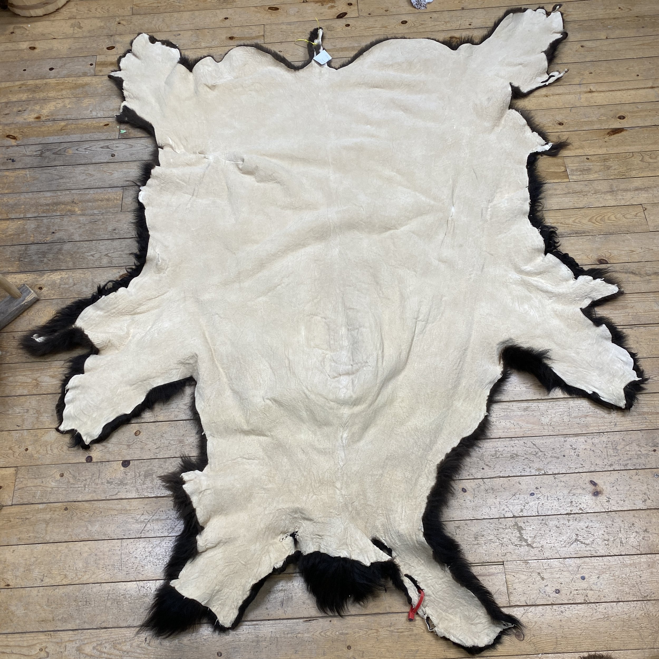 Furs for Sale — Claw, Antler & Hide Co.