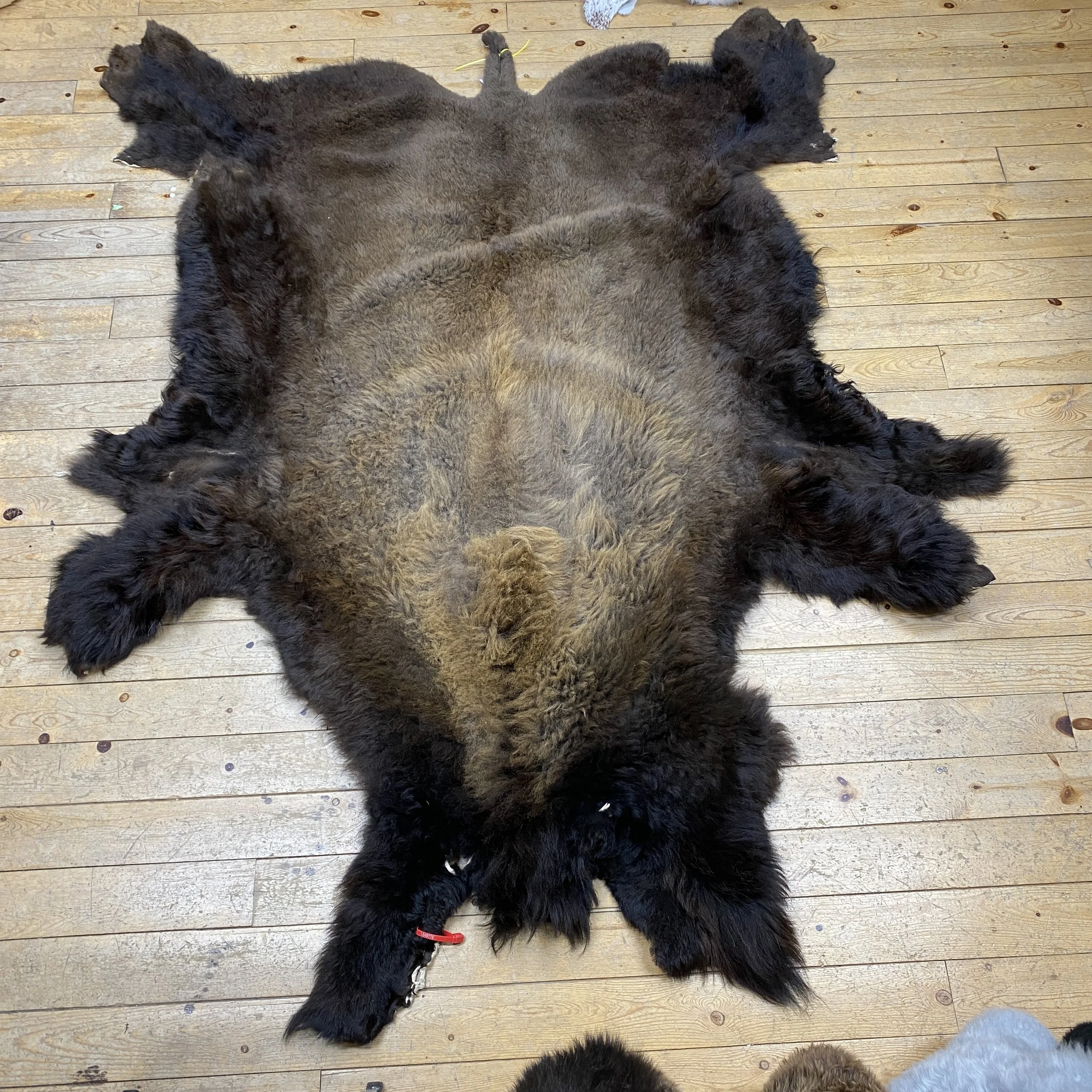 Buffalo Hides — Claw, Antler & Hide Co.