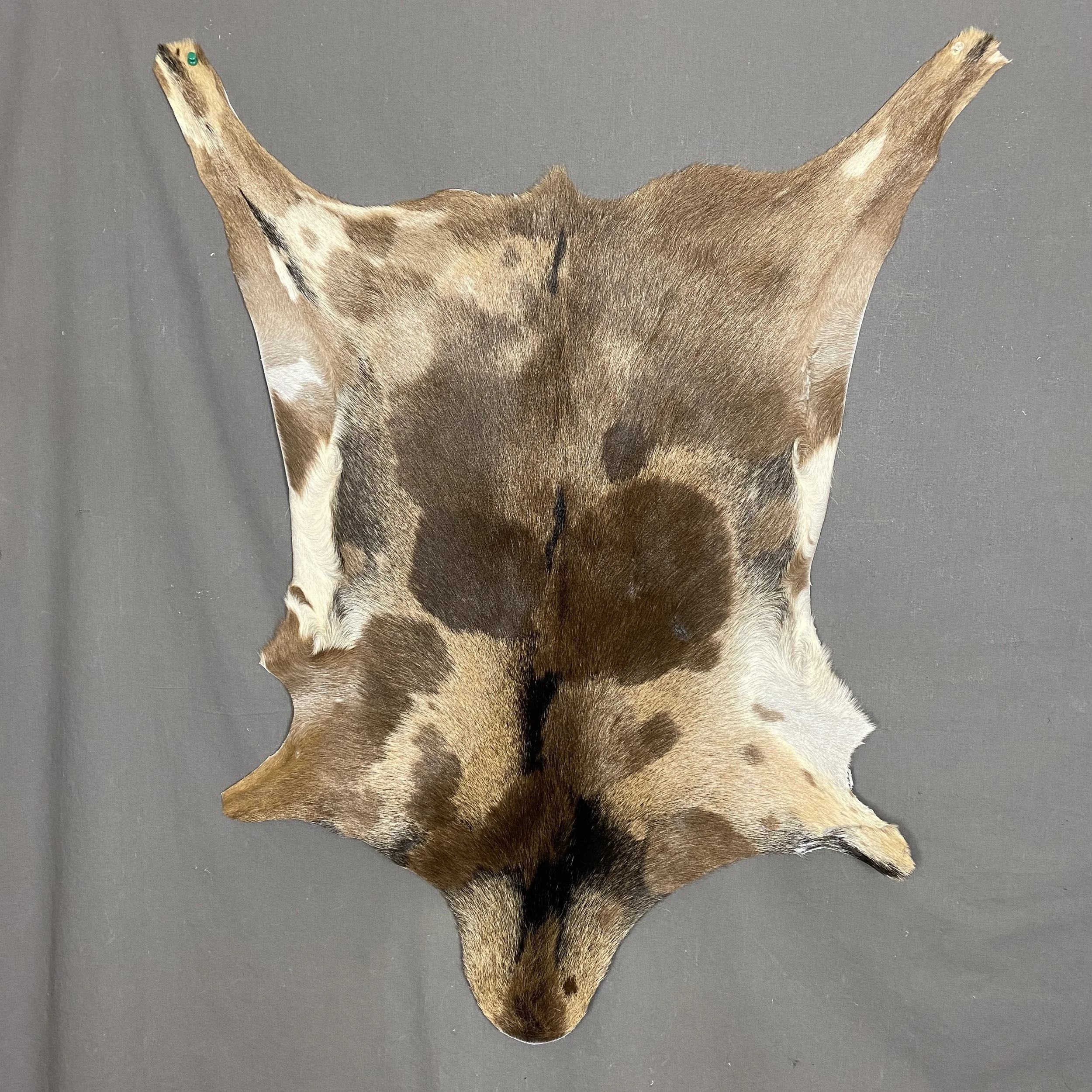 Goat Hides for Sale — Claw, Antler & Hide Co.