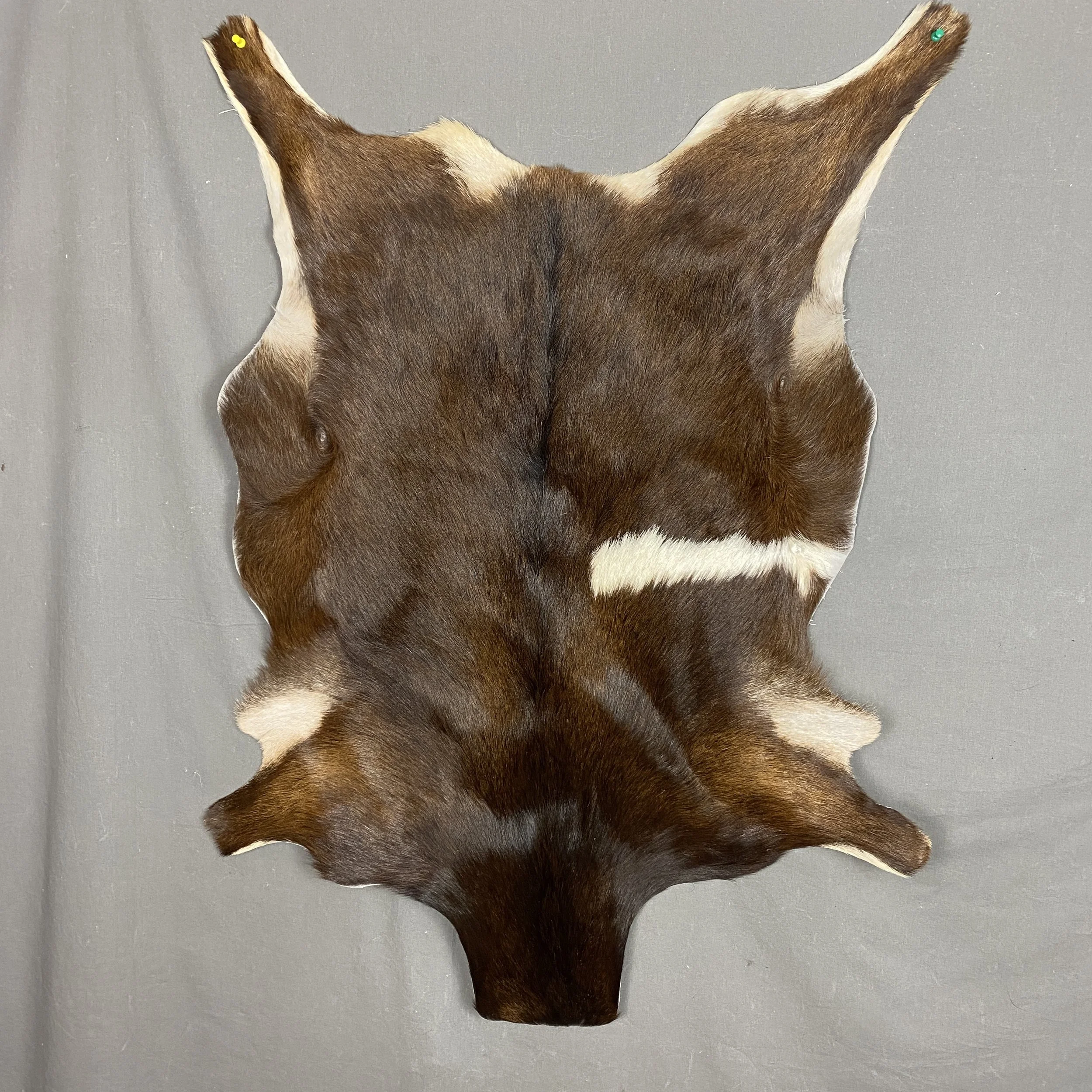 Goat Hides for Sale — Claw, Antler & Hide Co.