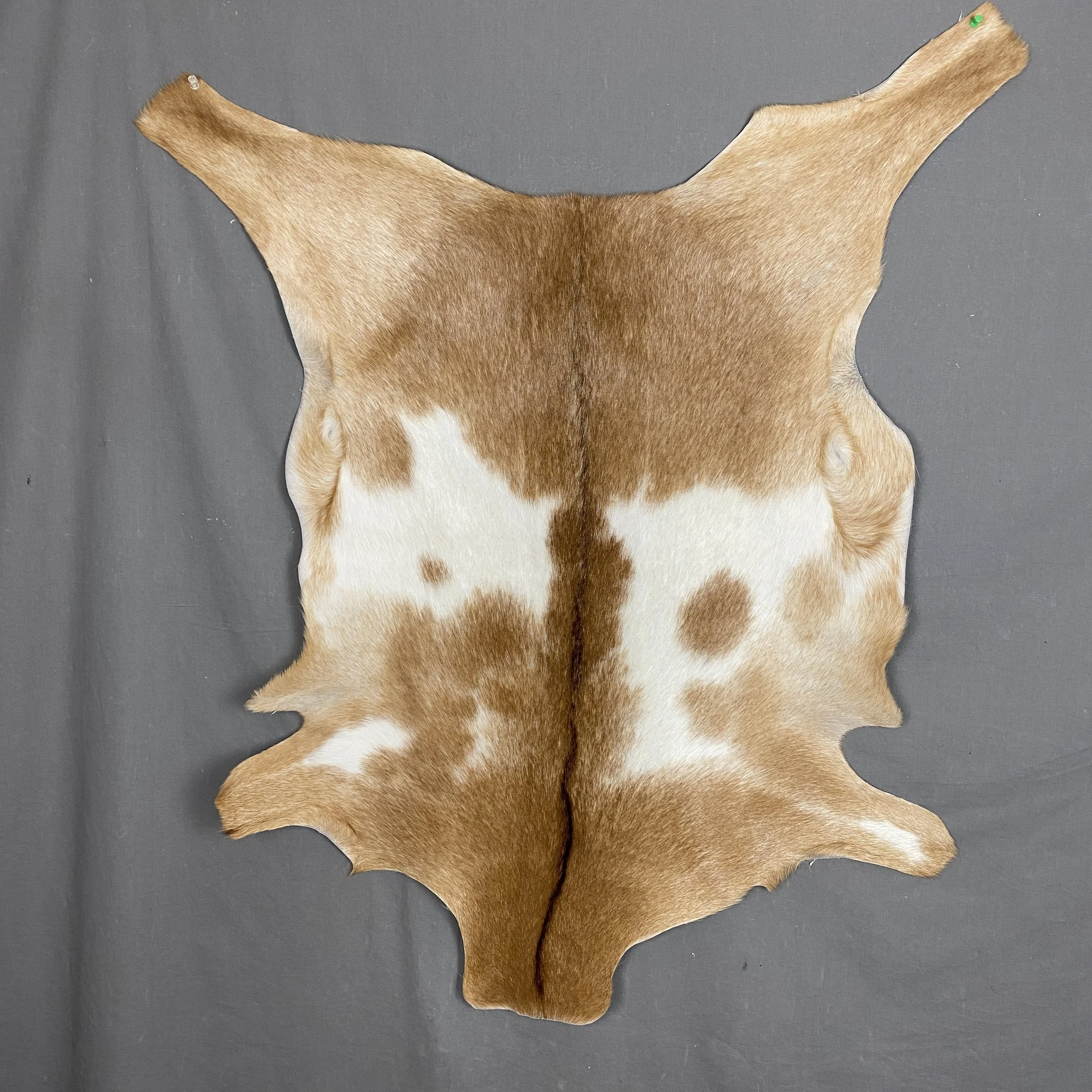 Goat Hides for Sale — Claw, Antler & Hide Co.