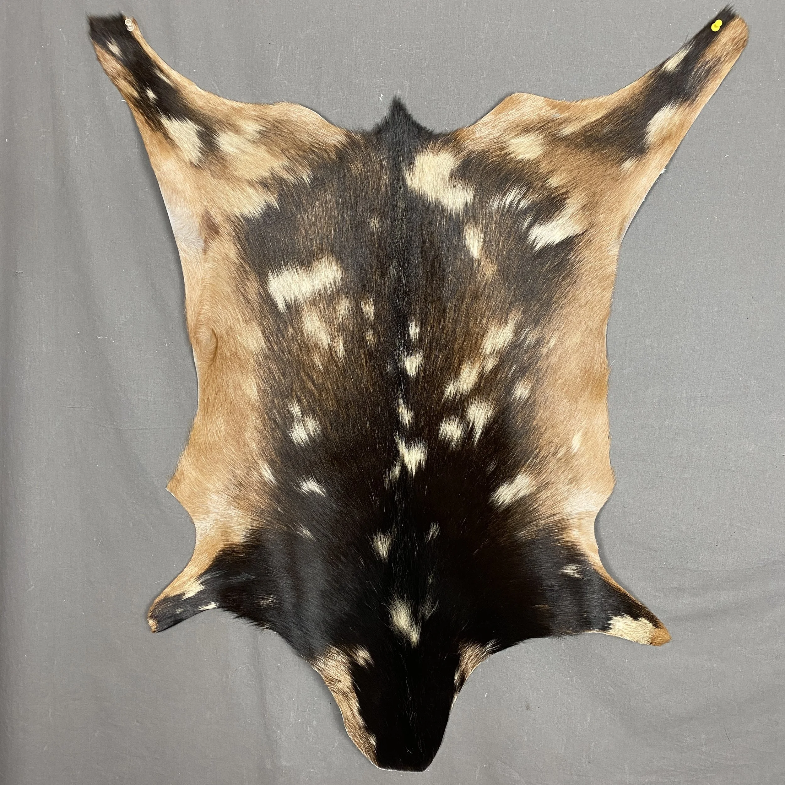 Goat Hides for Sale — Claw, Antler & Hide Co.