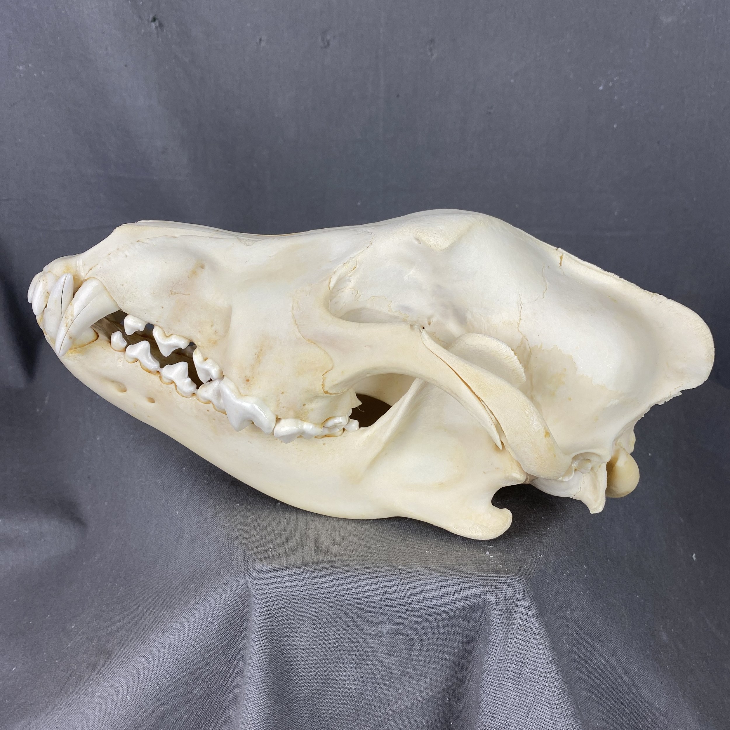 Animal Skulls — Claw, Antler & Hide Co.
