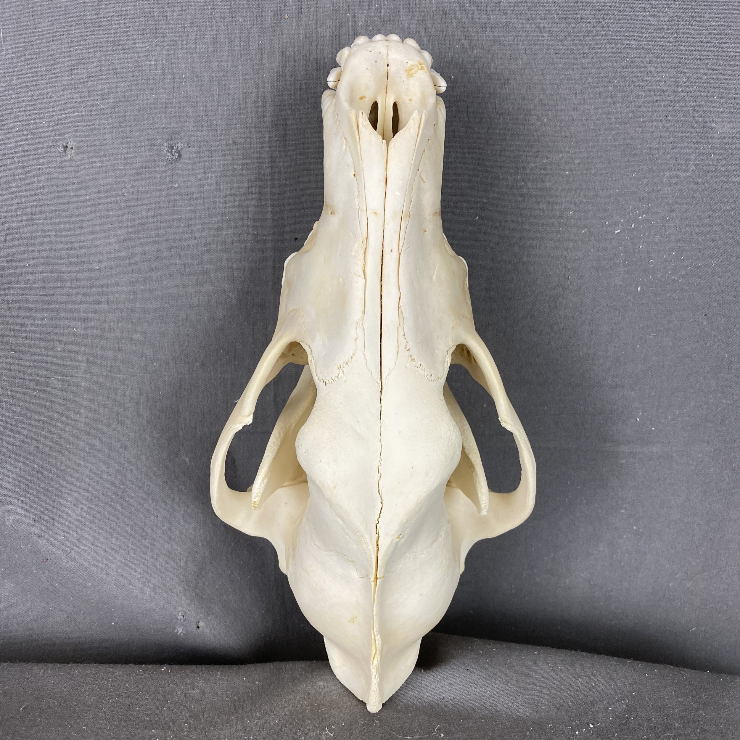 Animal Skulls — Claw, Antler & Hide Co.