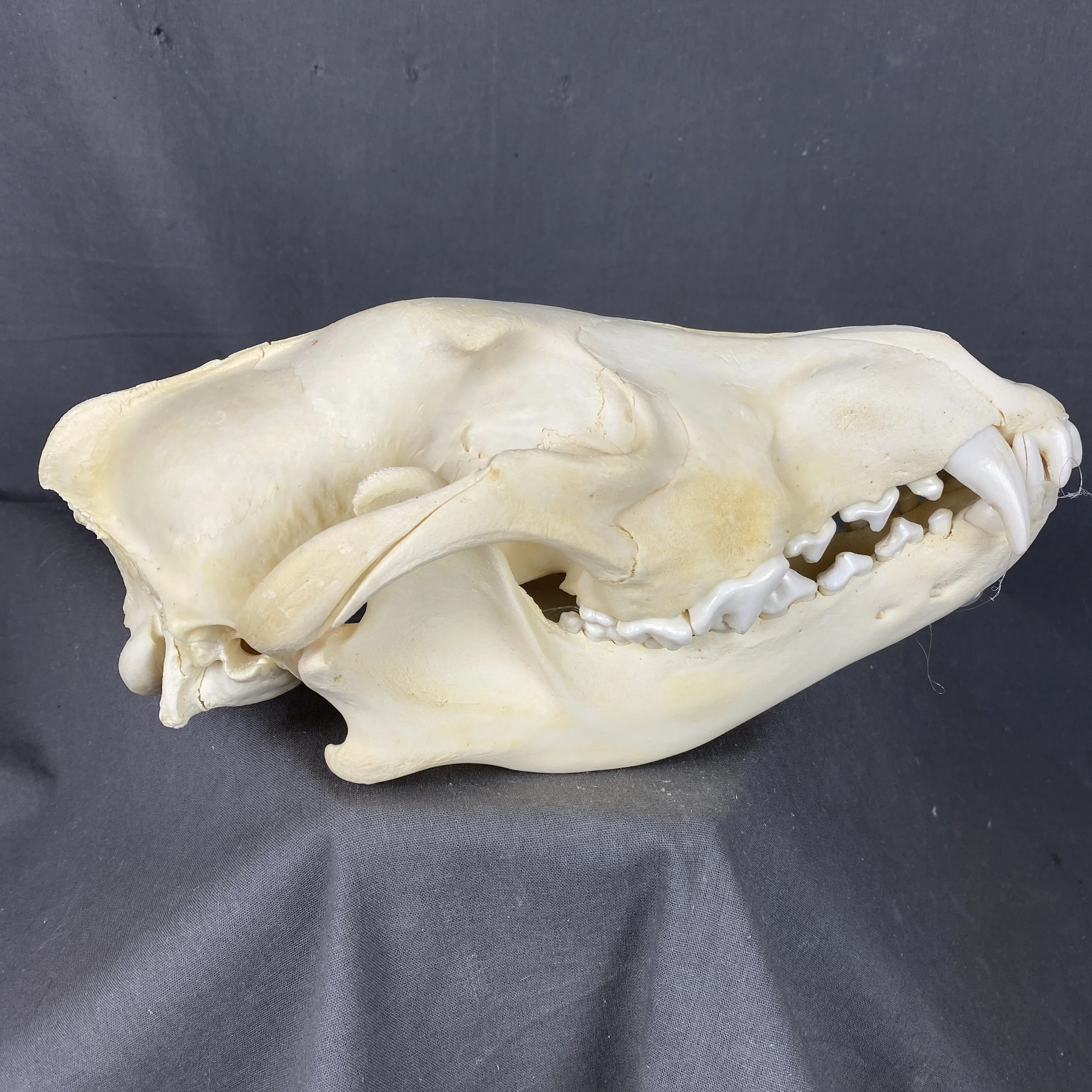 Animal Skulls — Claw, Antler & Hide Co.