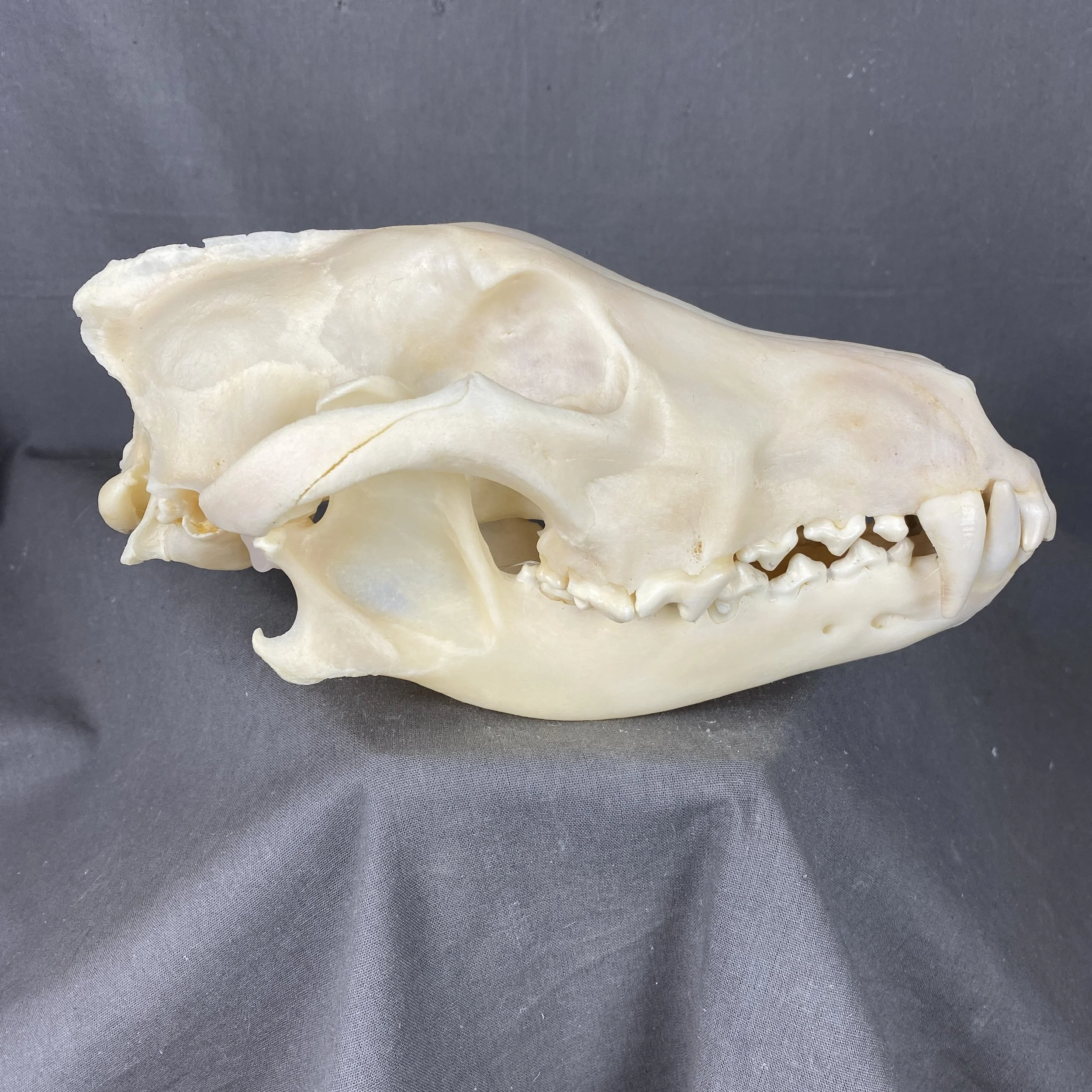 Animal Skulls — Claw, Antler & Hide Co.