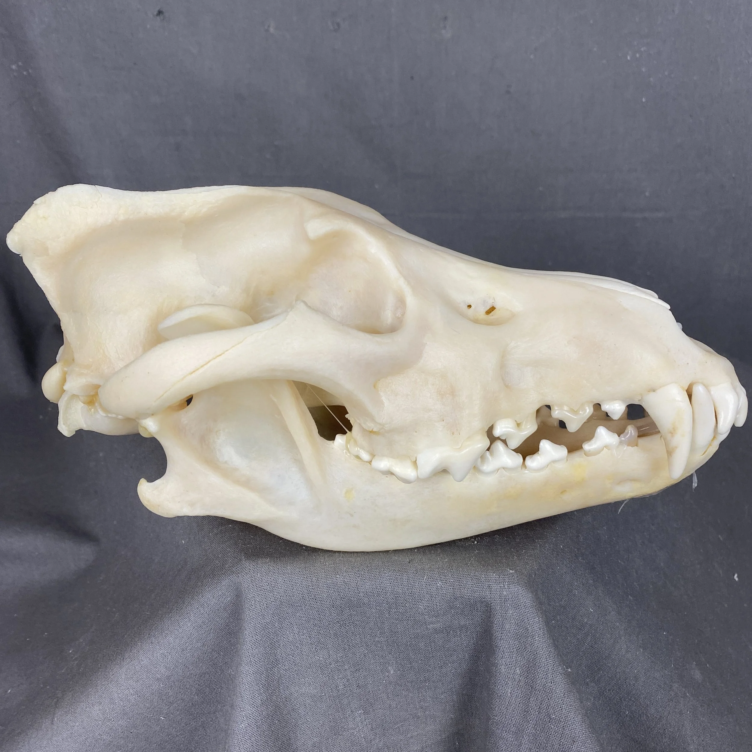 Animal Skulls — Claw, Antler & Hide Co.