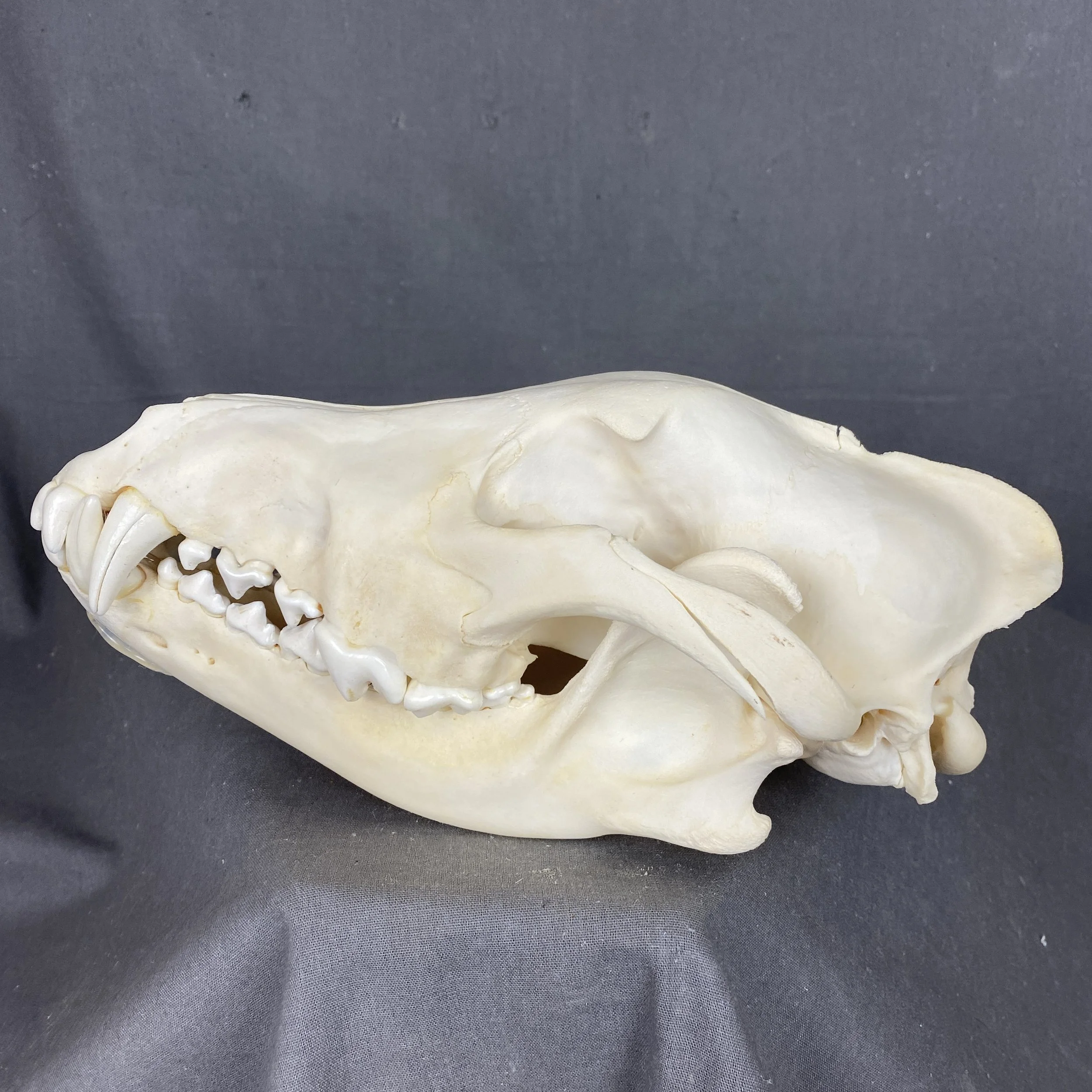 Animal Skulls — Claw, Antler & Hide Co.