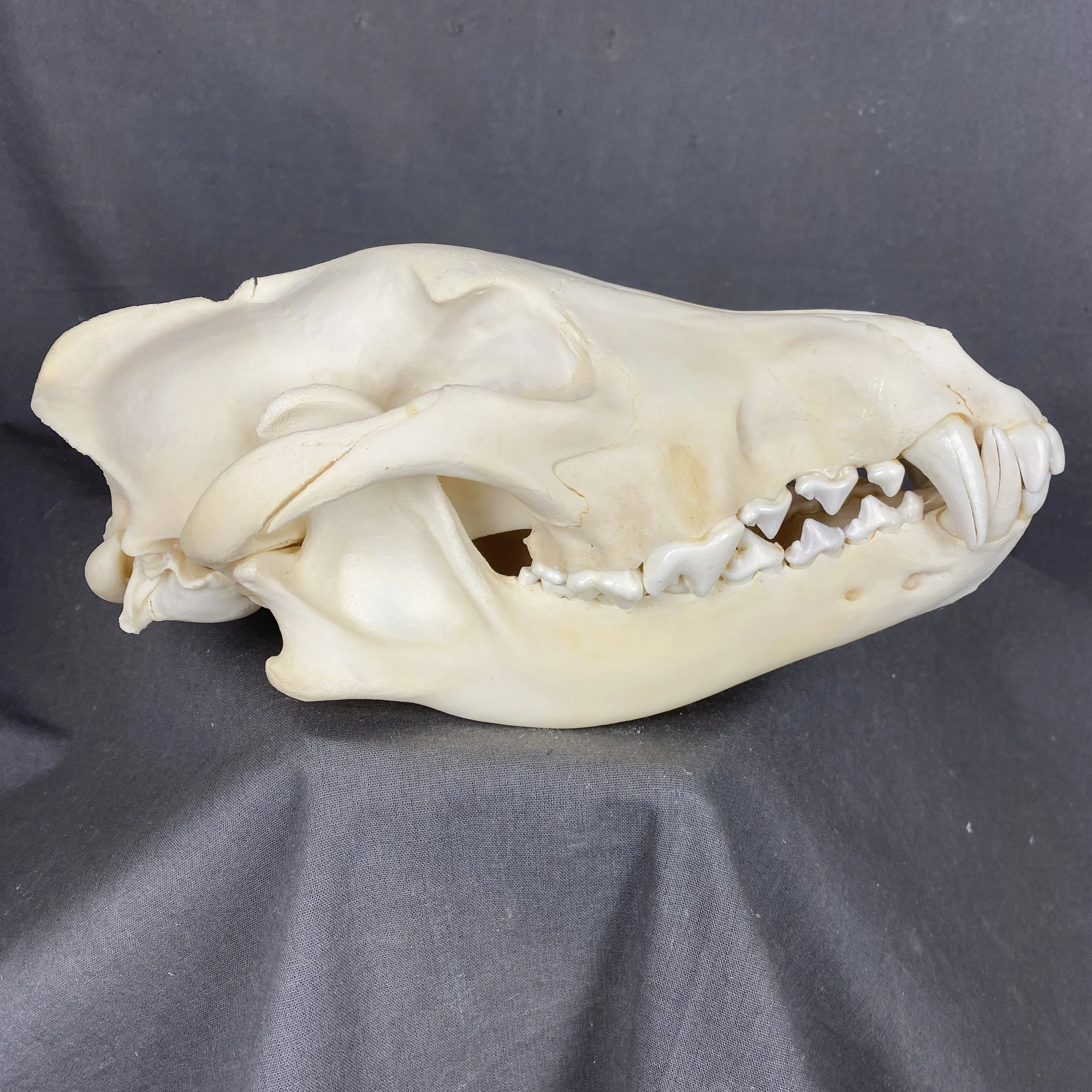 Animal Skulls — Claw, Antler & Hide Co.