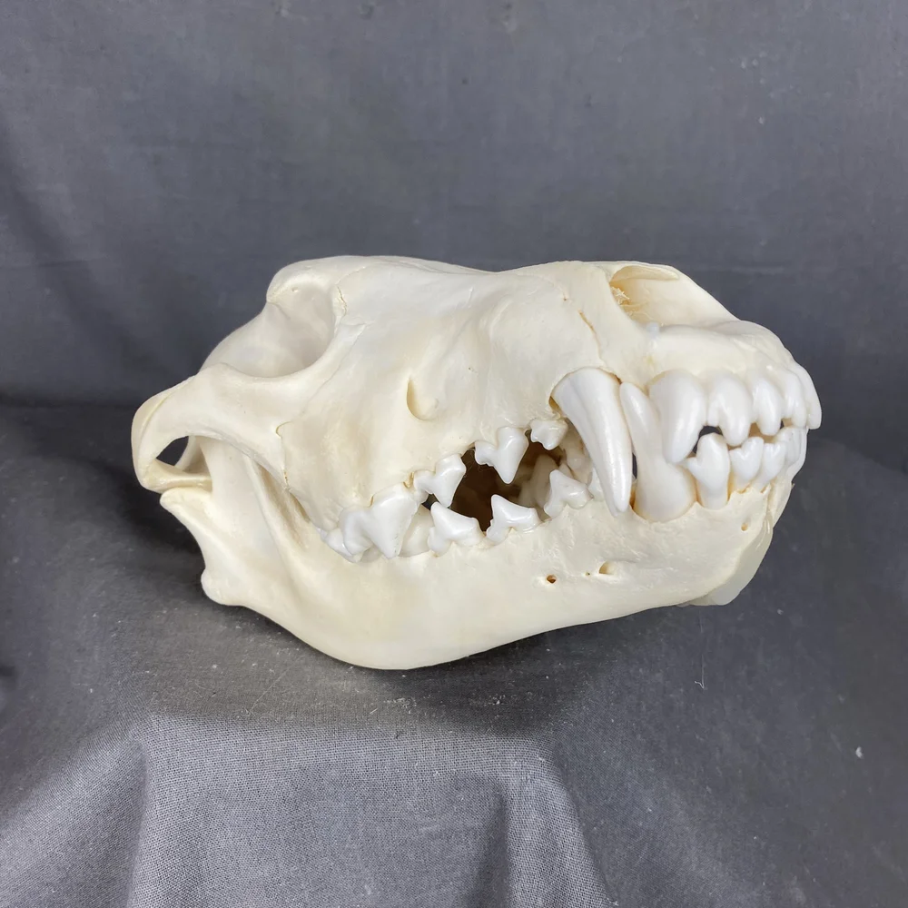 Gray Wolf Skull