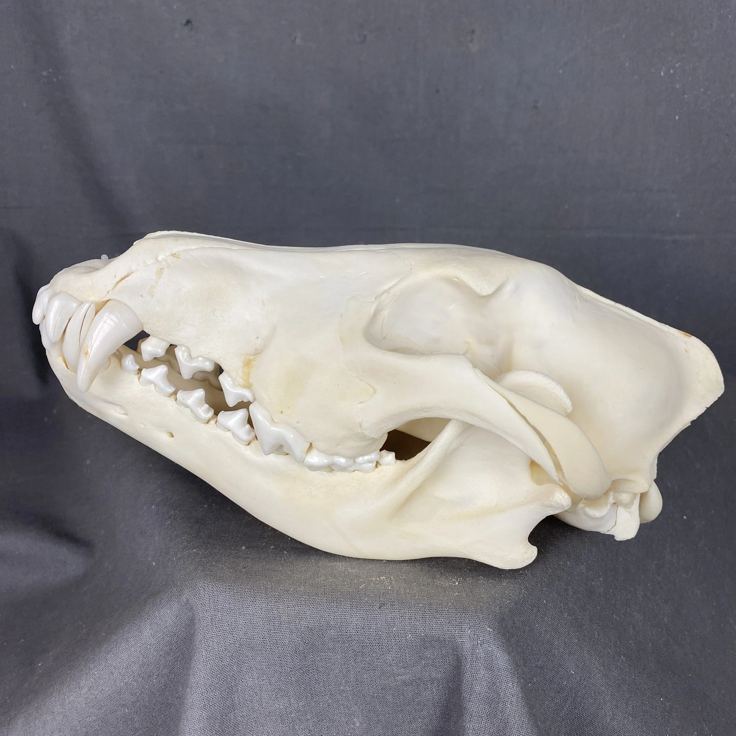 Animal Skulls — Claw, Antler & Hide Co.