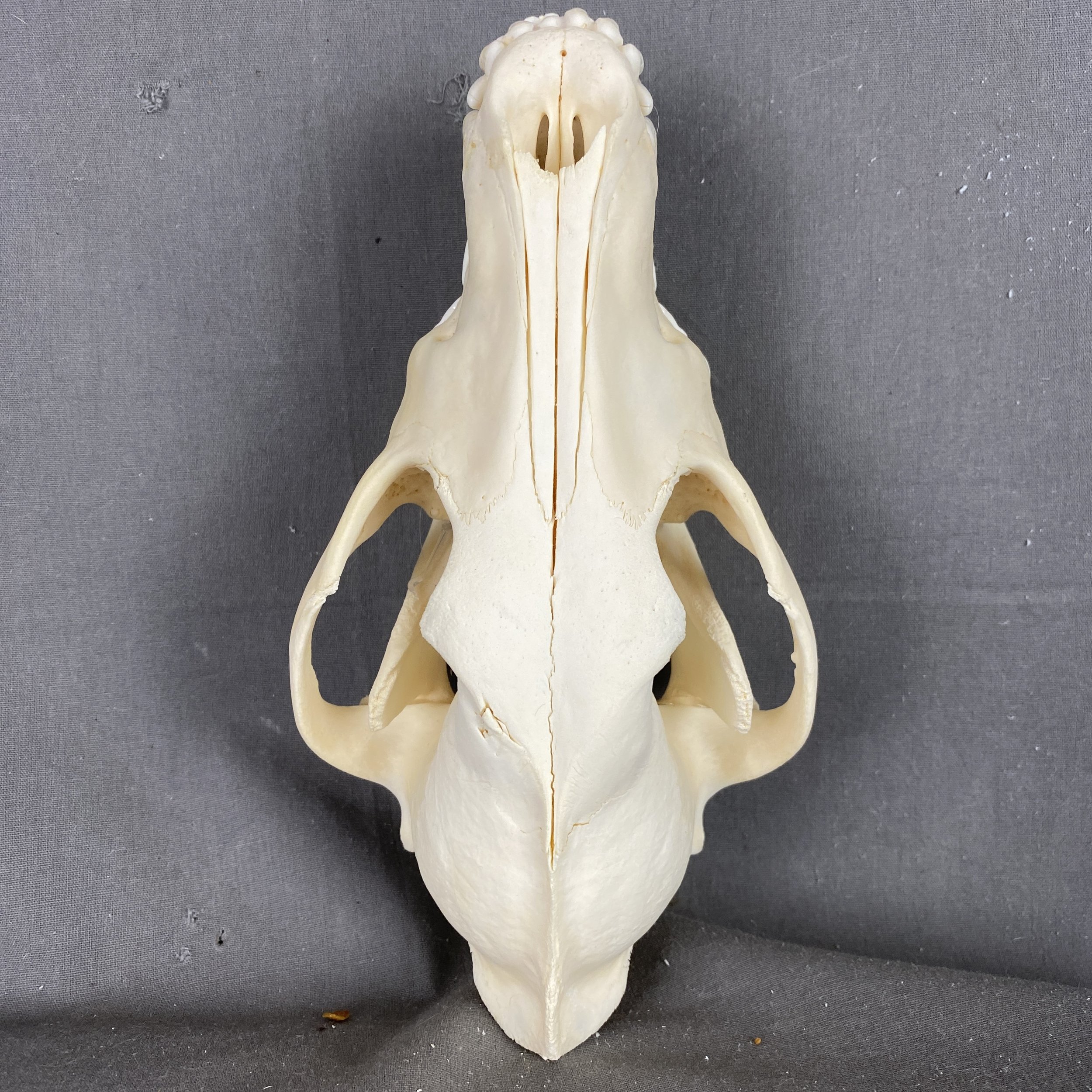 Animal Skulls — Claw, Antler & Hide Co.