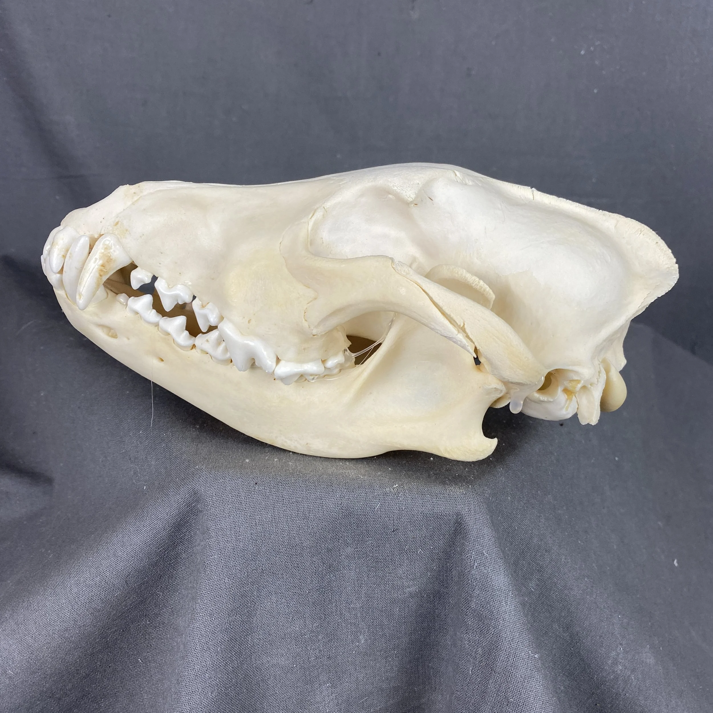 Animal Skulls — Claw, Antler & Hide Co.