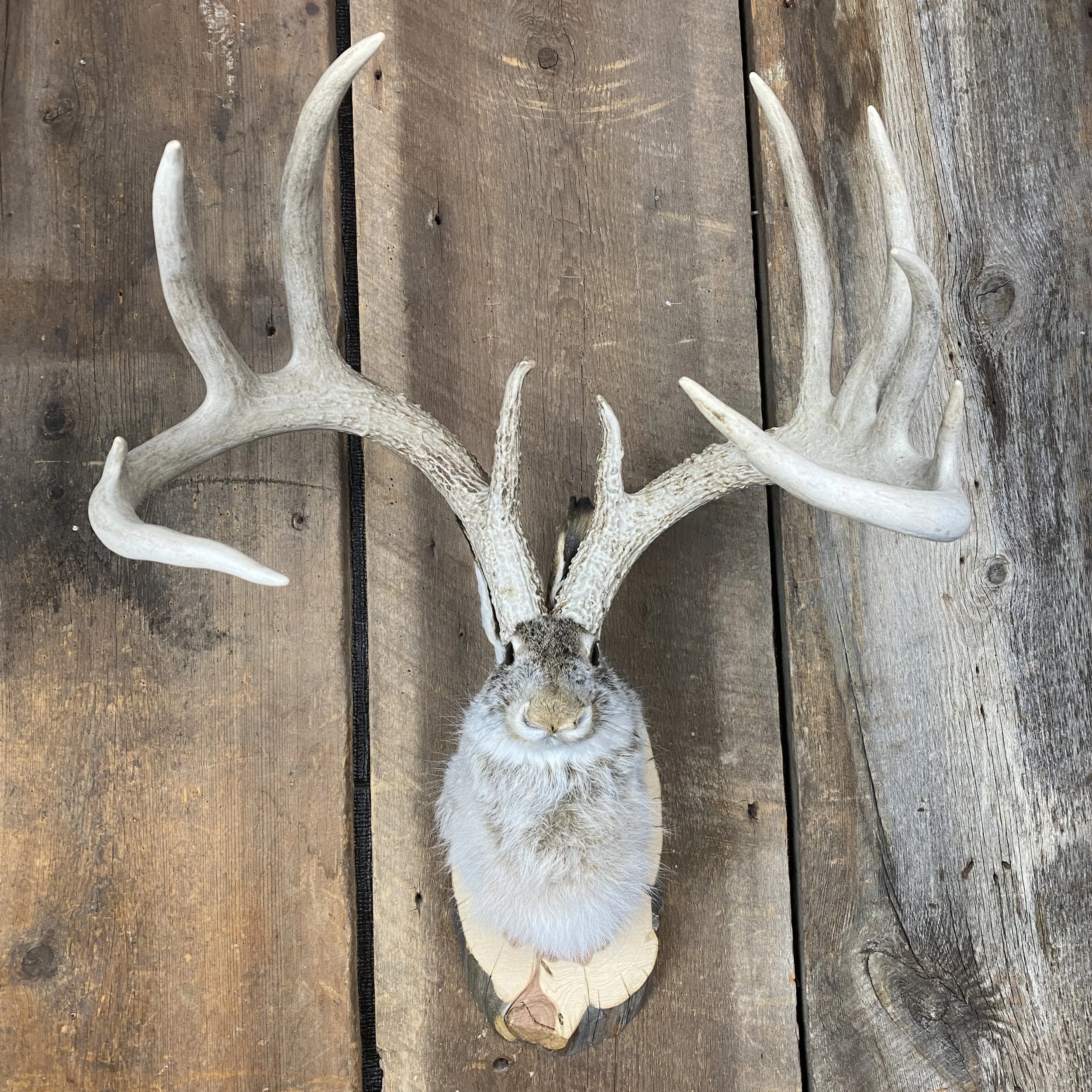 Mounts & Taxidermy for Sale — Claw, Antler & Hide Co.