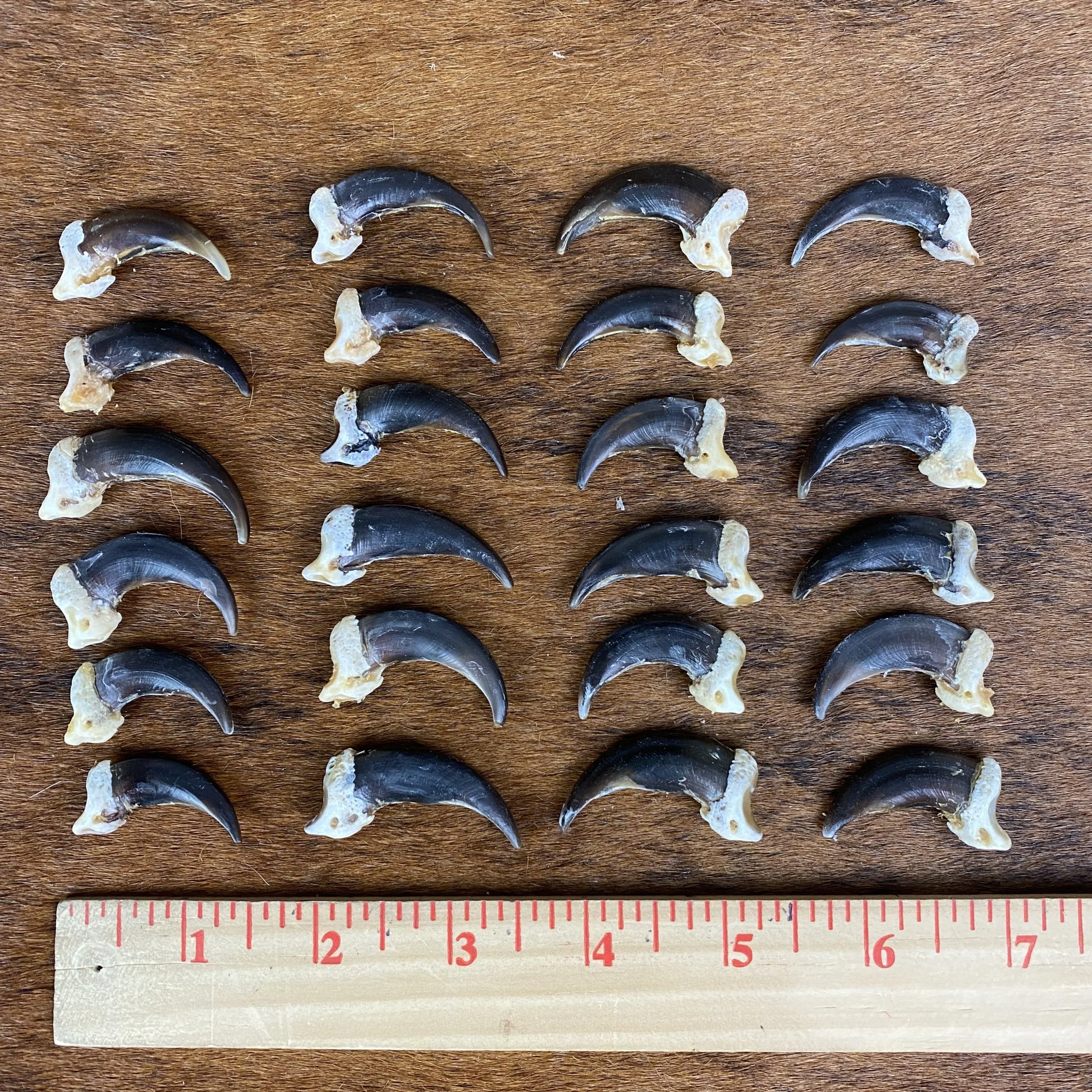 Claws for Sale — Claw, Antler & Hide Co.