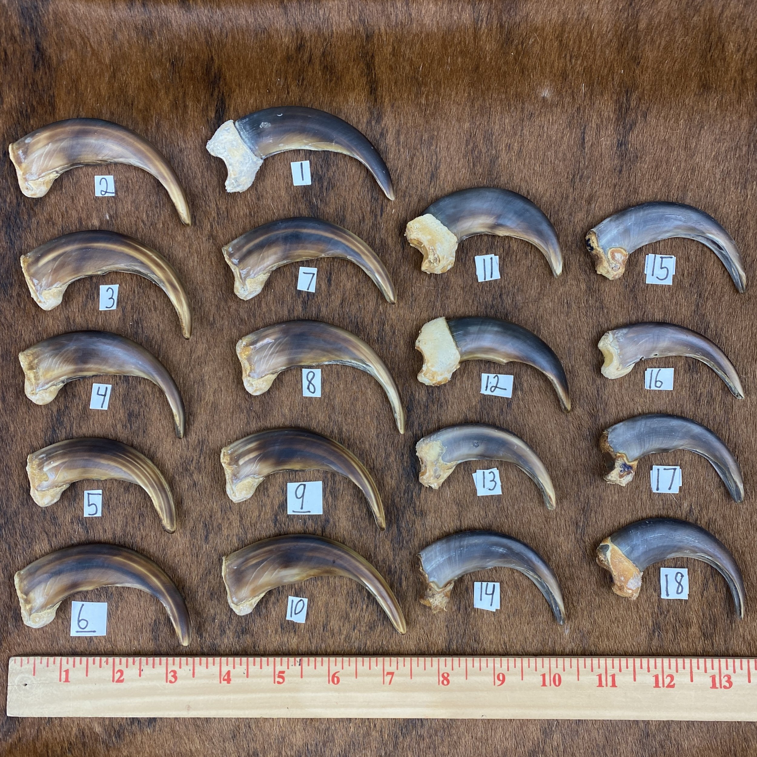 Claws for Sale — Claw, Antler & Hide Co.