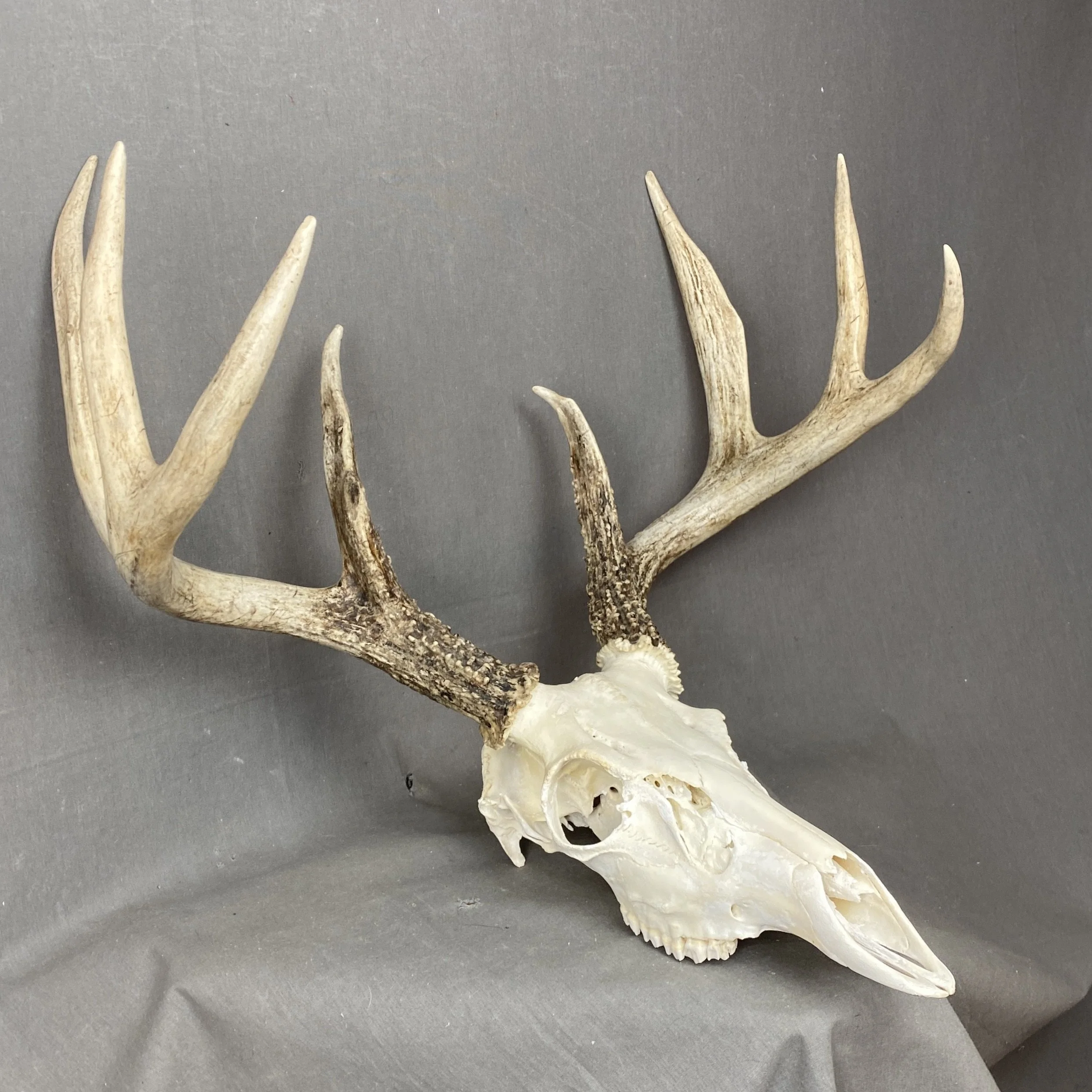 Animal Skulls — Claw, Antler & Hide Co.