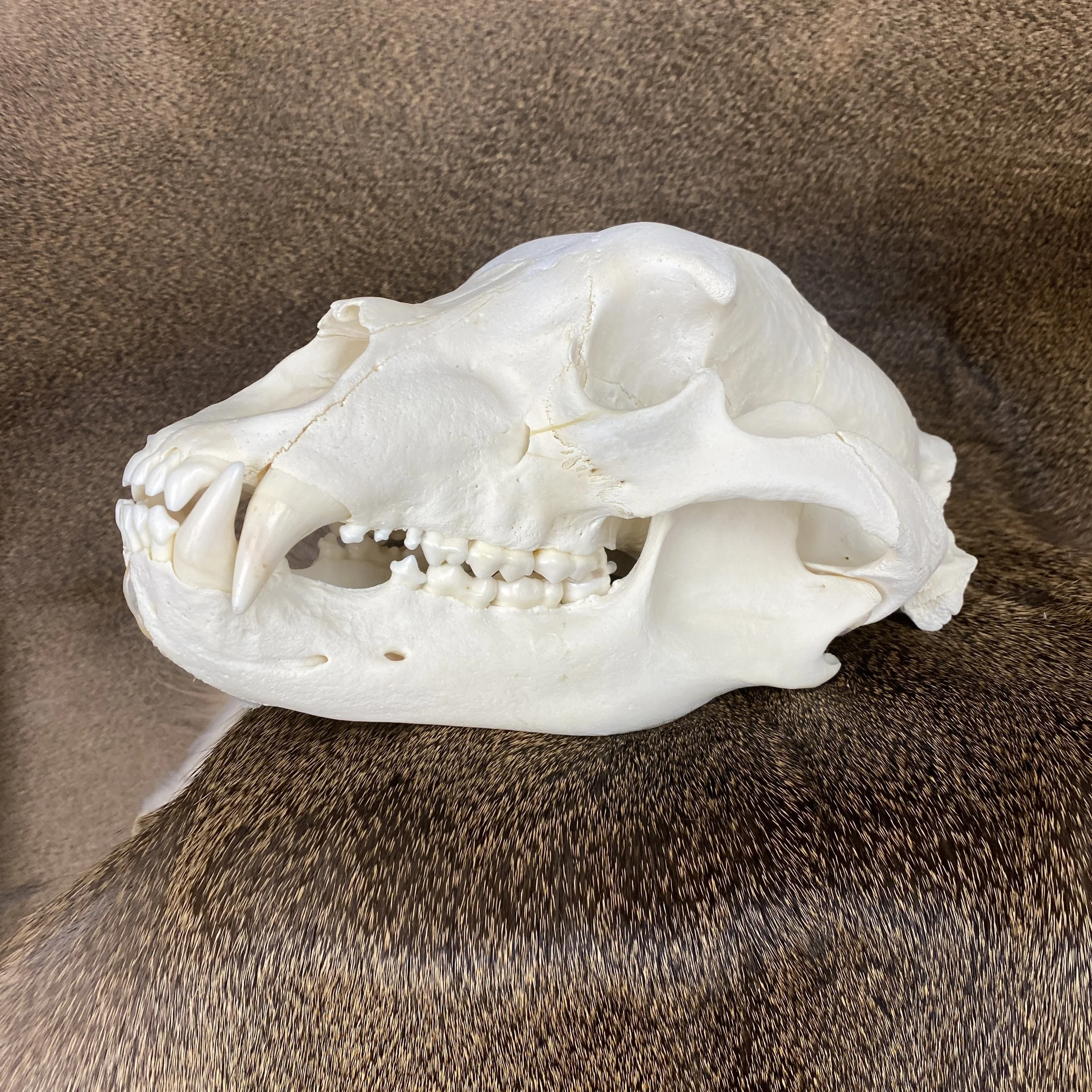 Animal Skulls — Claw, Antler & Hide Co.