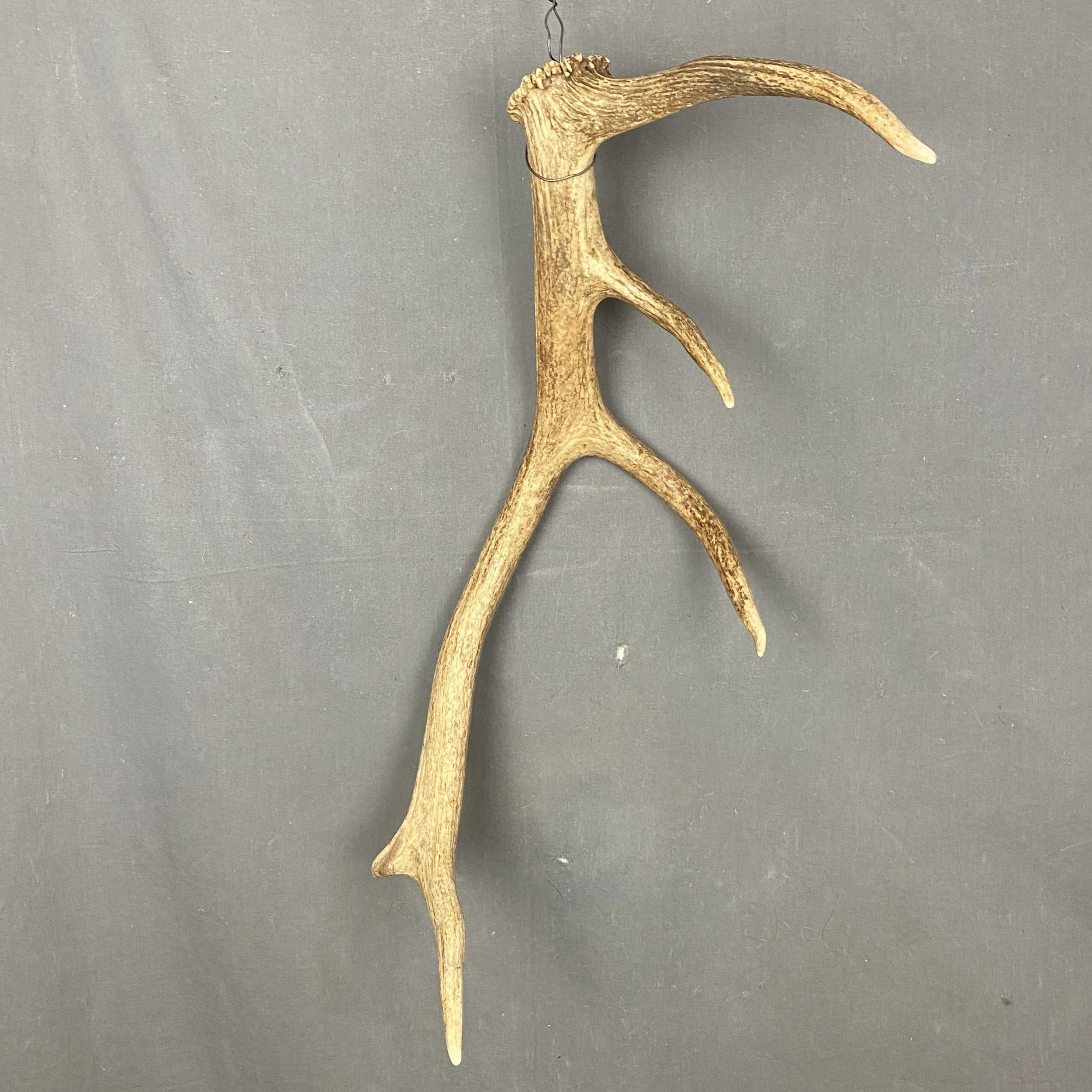 Antlers & Horns for Sale — Claw, Antler & Hide Co.