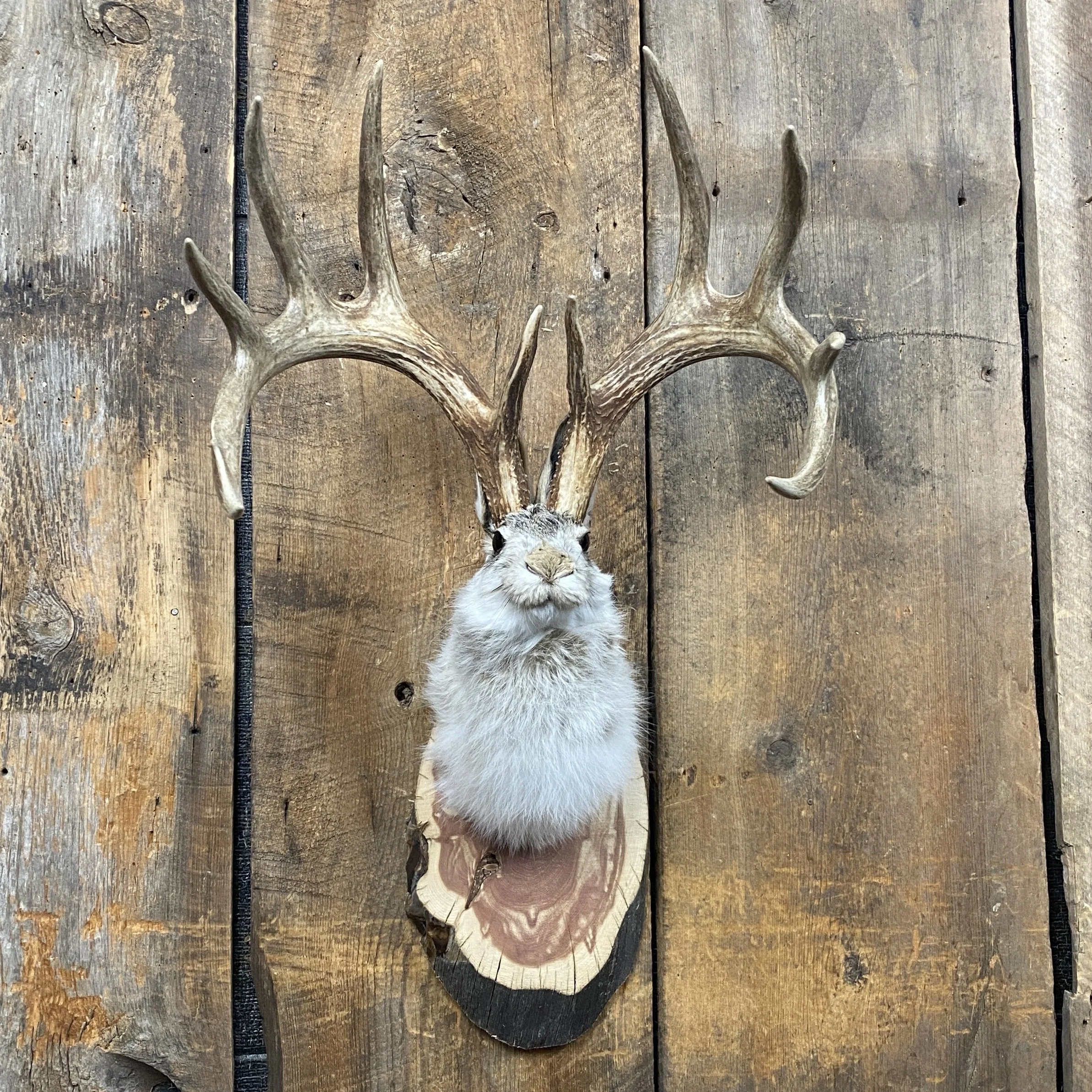 Mounts & Taxidermy for Sale — Claw, Antler & Hide Co.