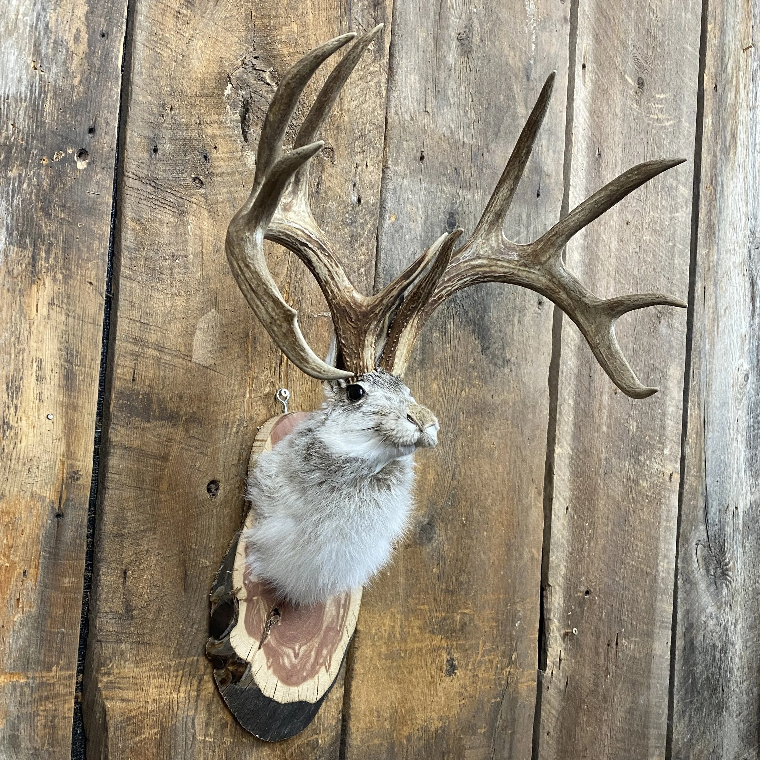 Mounts & Taxidermy for Sale — Claw, Antler & Hide Co.