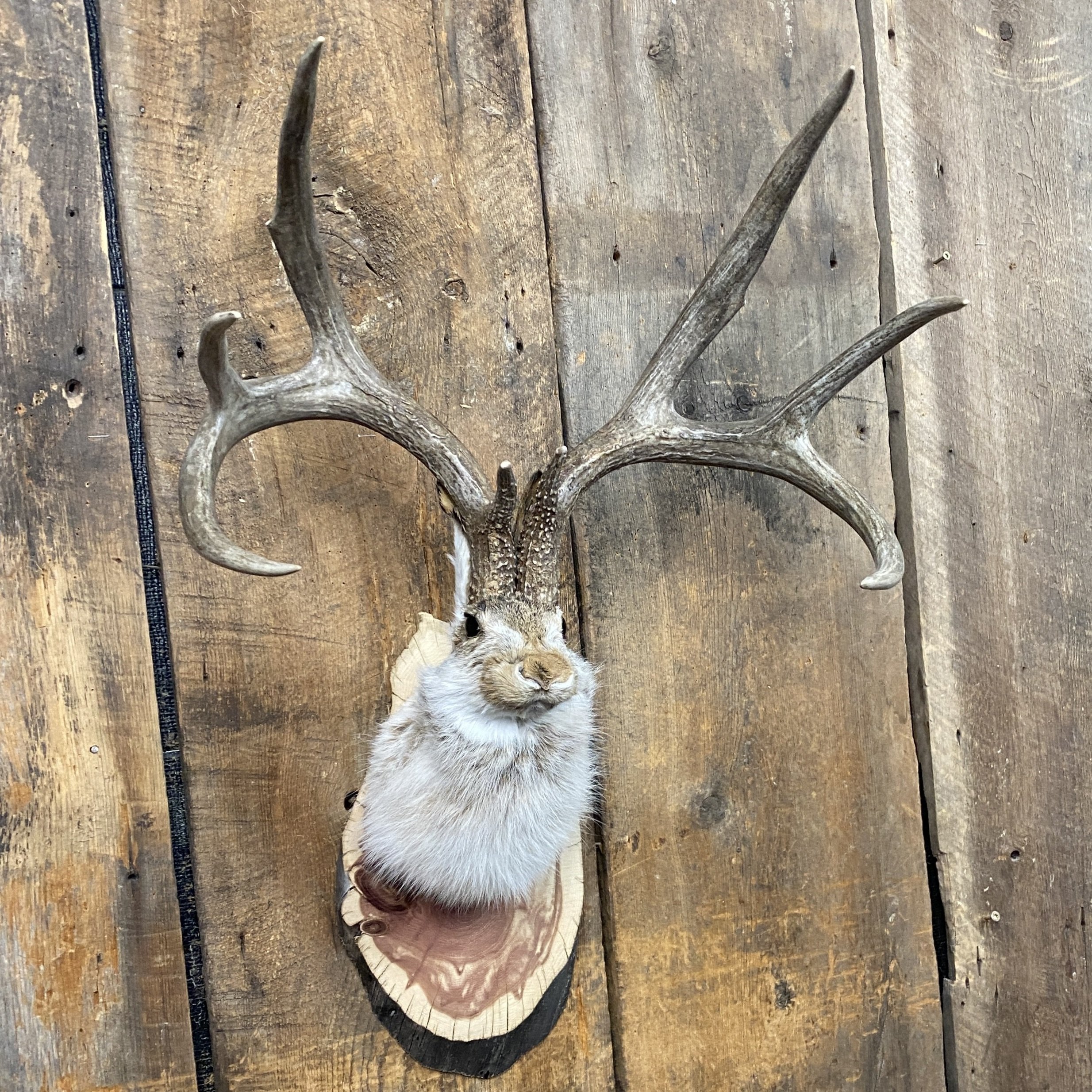 Mounts & Taxidermy for Sale — Claw, Antler & Hide Co.
